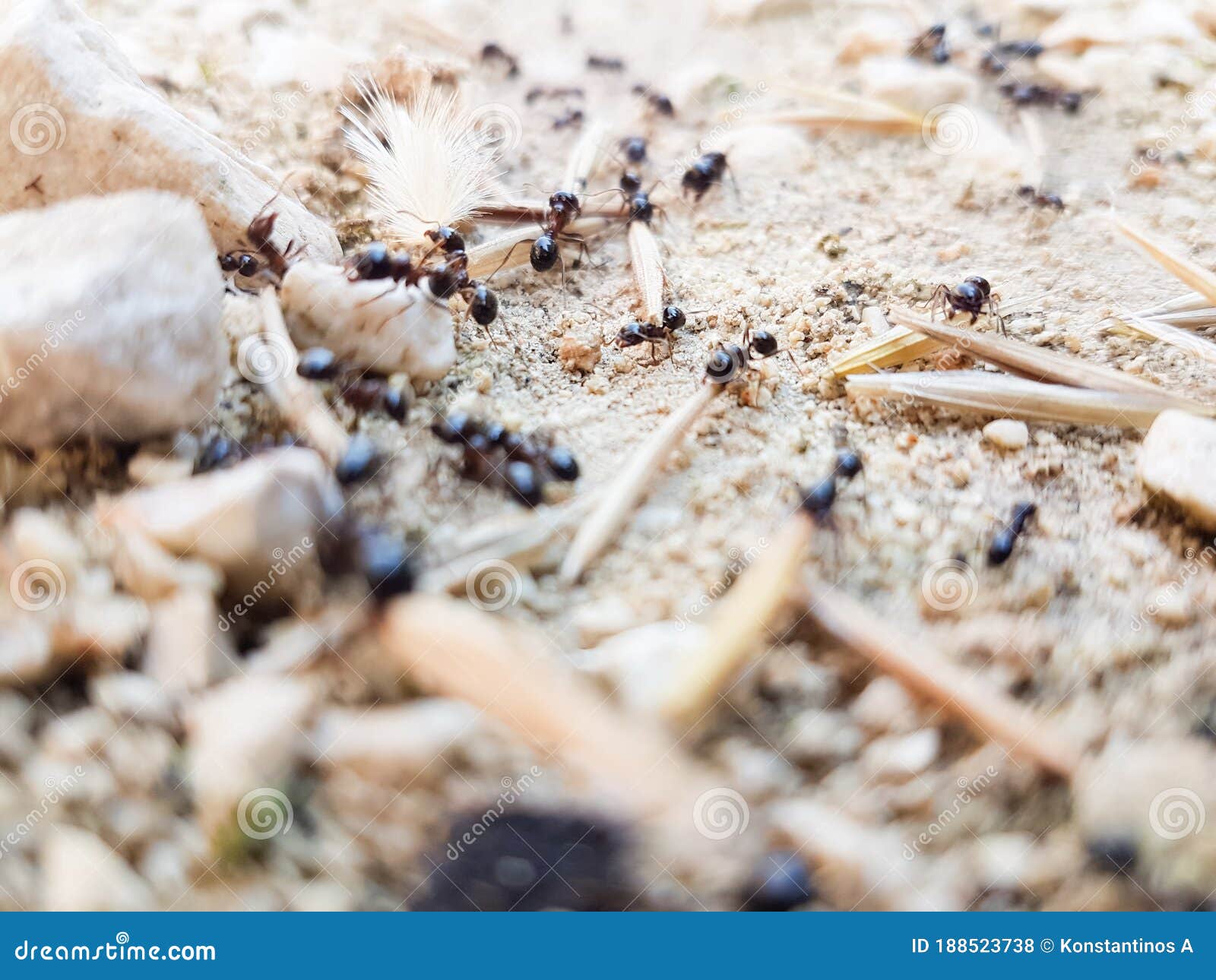 Ants Workers Carry Seed To Their Nests Royalty-Free Stock Image ...