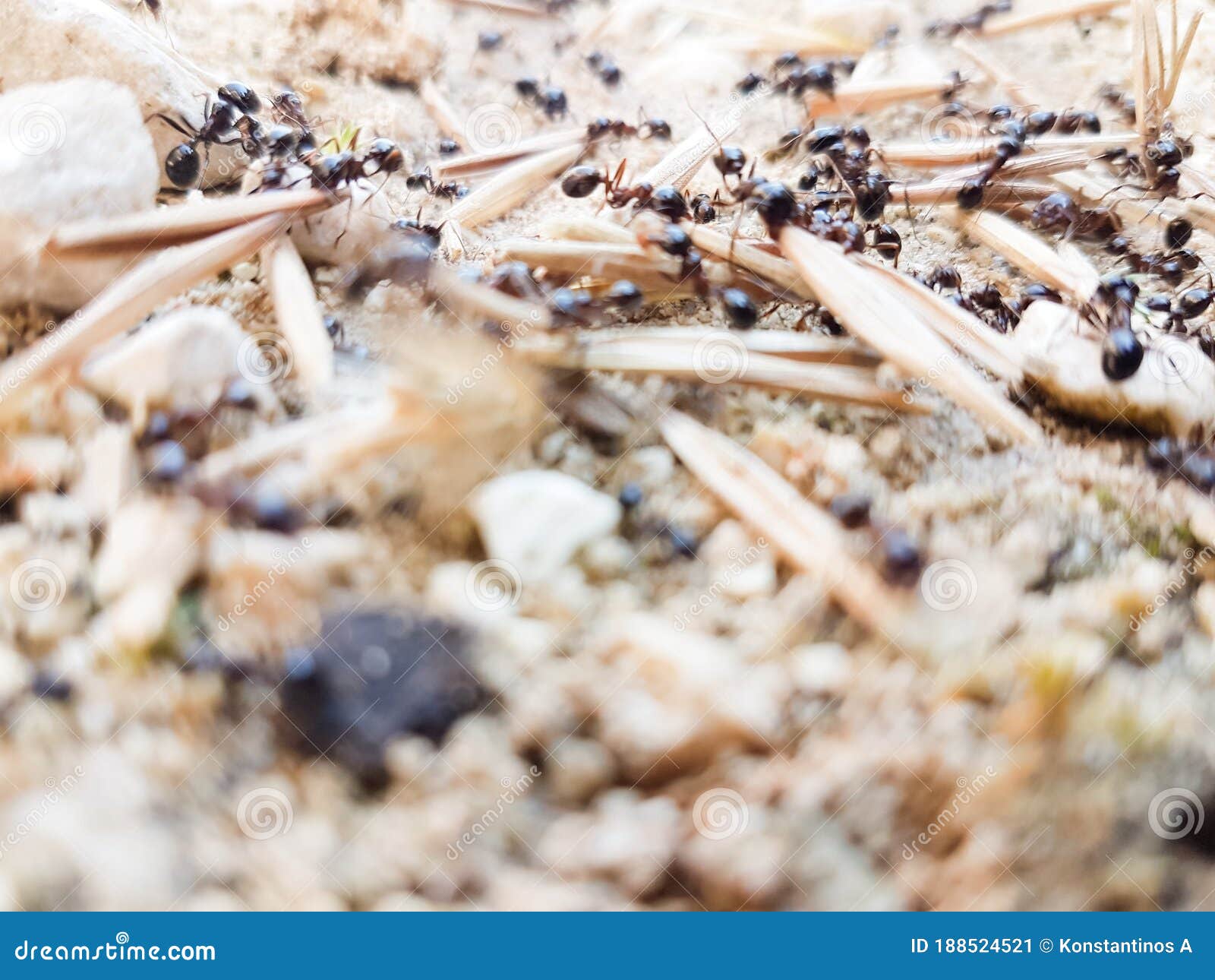 Ants Workers Carry Seed To Their Nests Royalty-Free Stock Photography ...