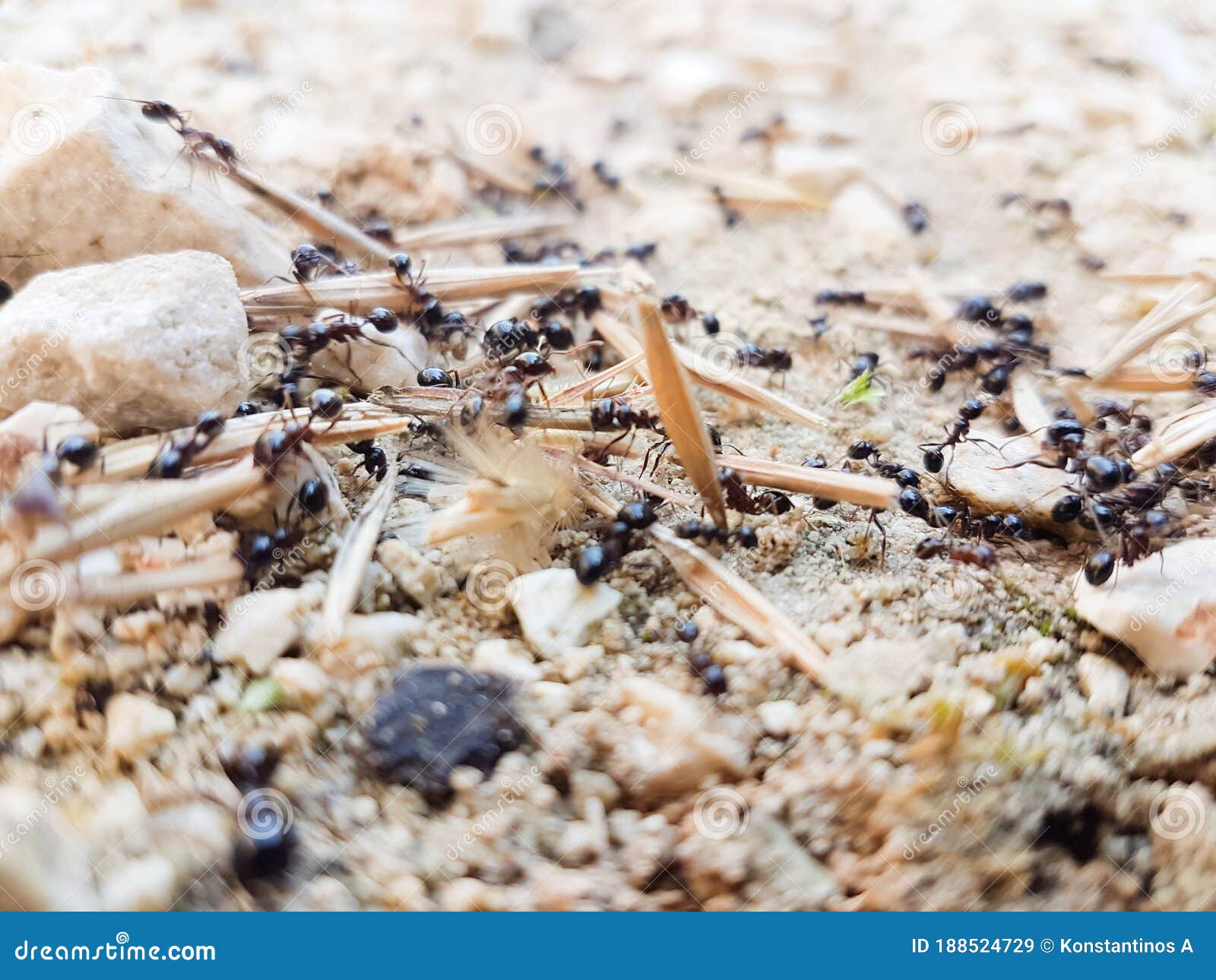 Ants Workers Carry Seed To Their Nests Royalty-Free Stock Photography ...