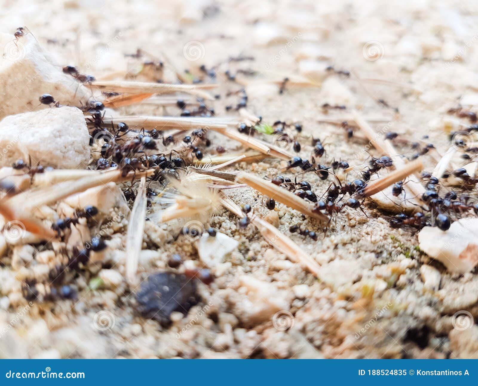 Ants Workers Carry Seed To Their Nests Royalty-Free Stock Photography ...