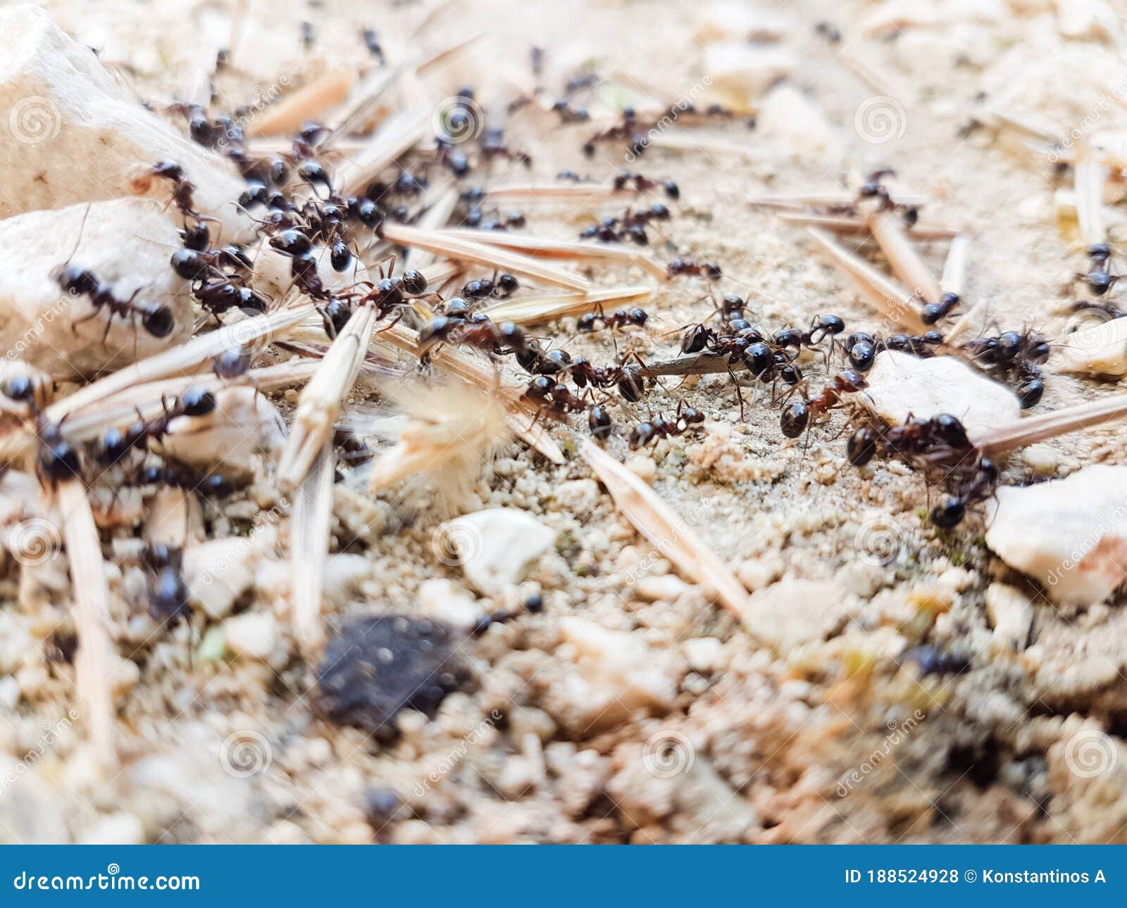 Ants Workers Working Delivering Things To Their Nest through a Road ...