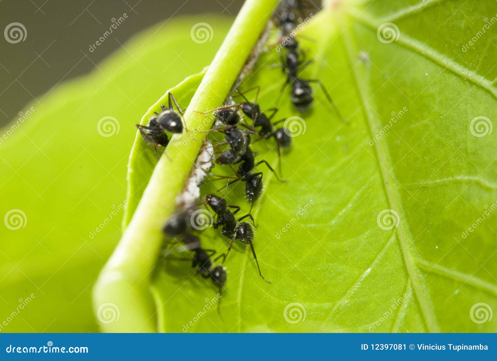 Ants Working stock image. Image of macro, insect, environment - 12397081