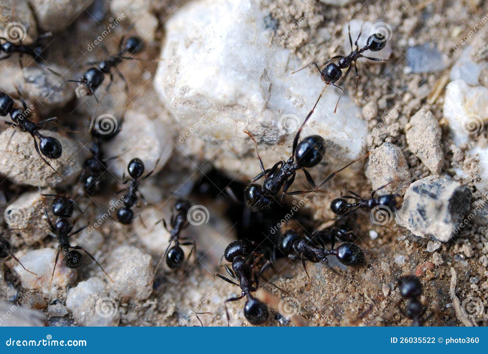 Ants Working On An Anthill. Nature Preservation. Ecosystem. Teamwork ...