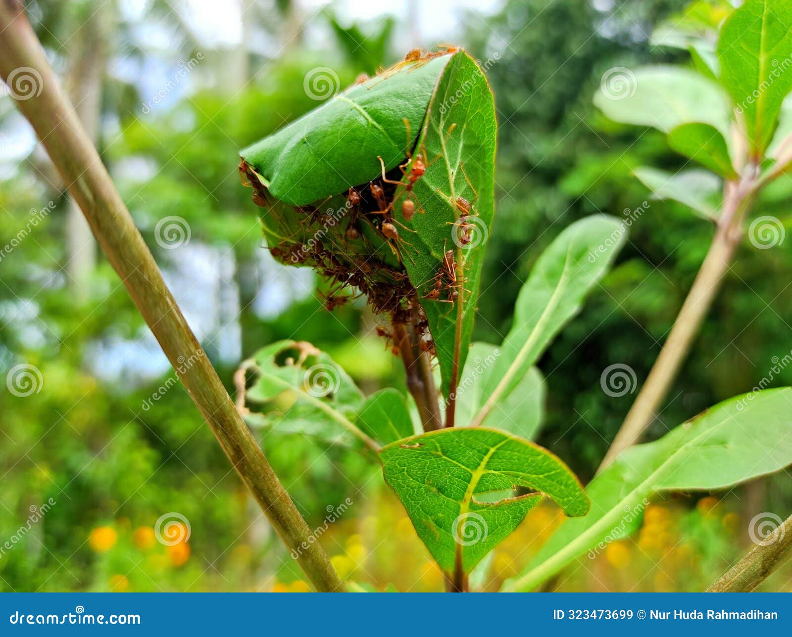 Ants Working on Ant Nest Made from Leaves on a Tree Photo Stock Image ...