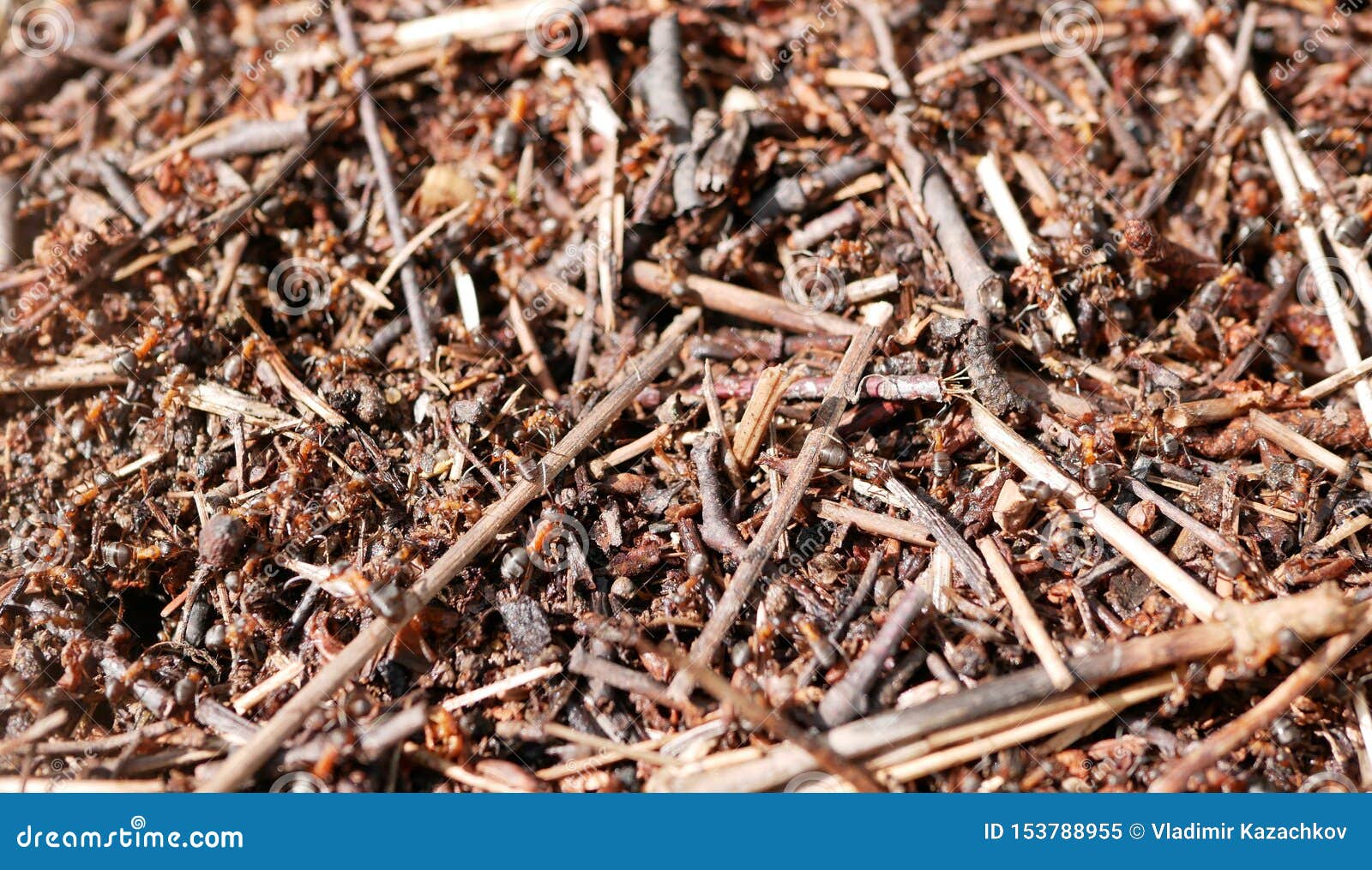 Ants Working on an Anthill. Nature Preservation. Ecosystem. Teamwork ...