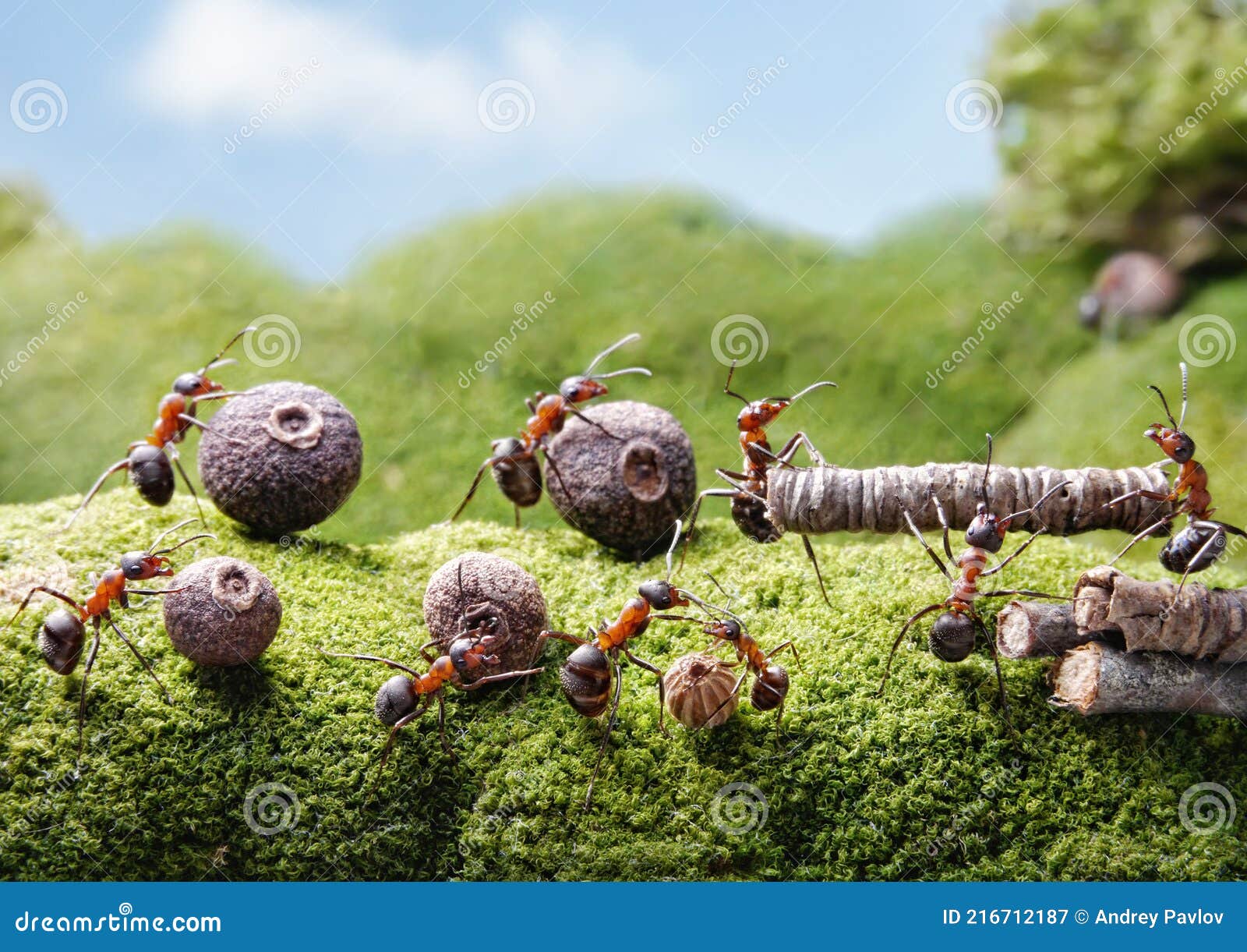 Big Red Ants In An Anthill In A Pine Forest Stock Image | CartoonDealer ...