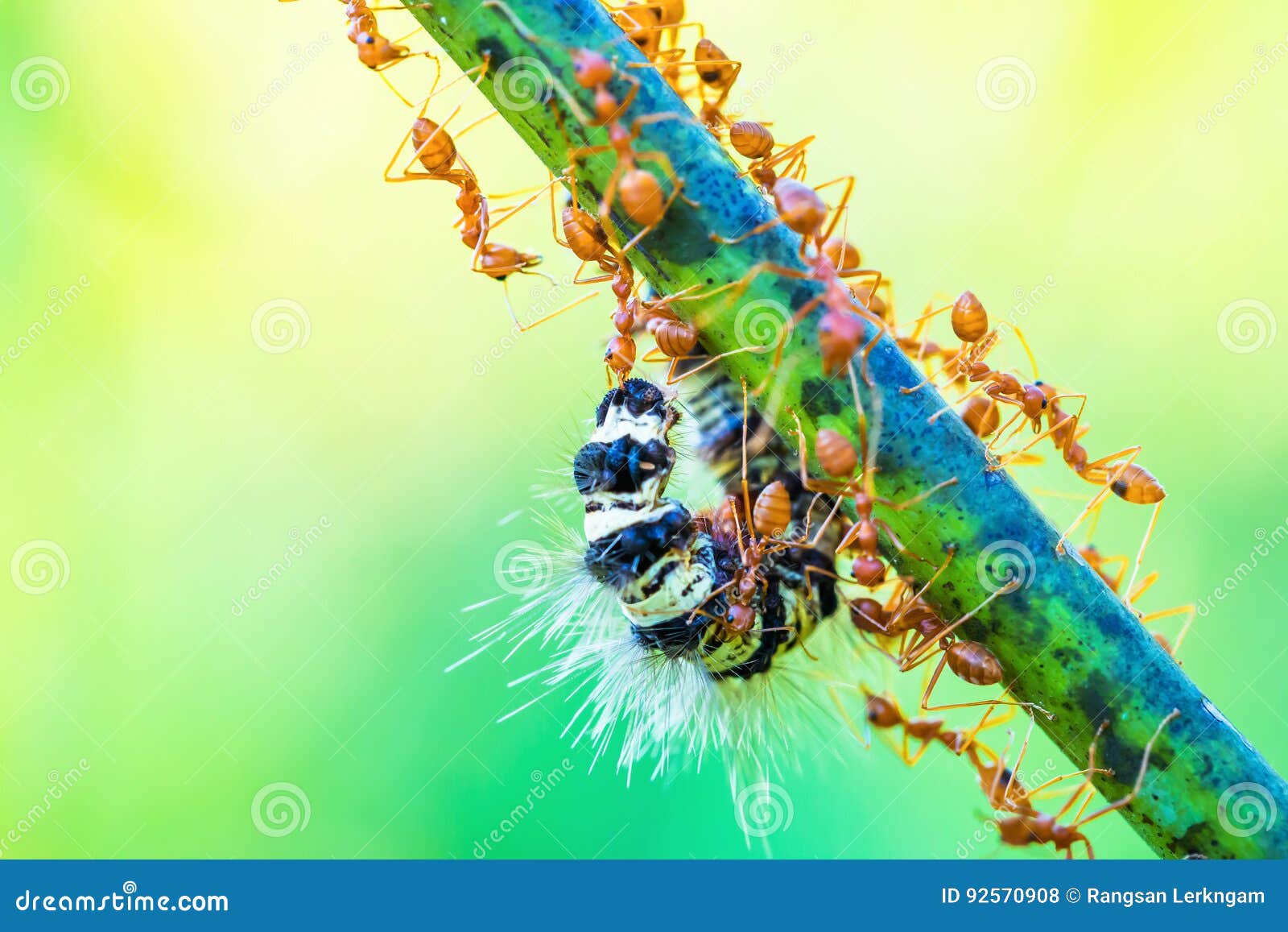 Ants working as a team stock photo. Image of forest, animals - 92570908