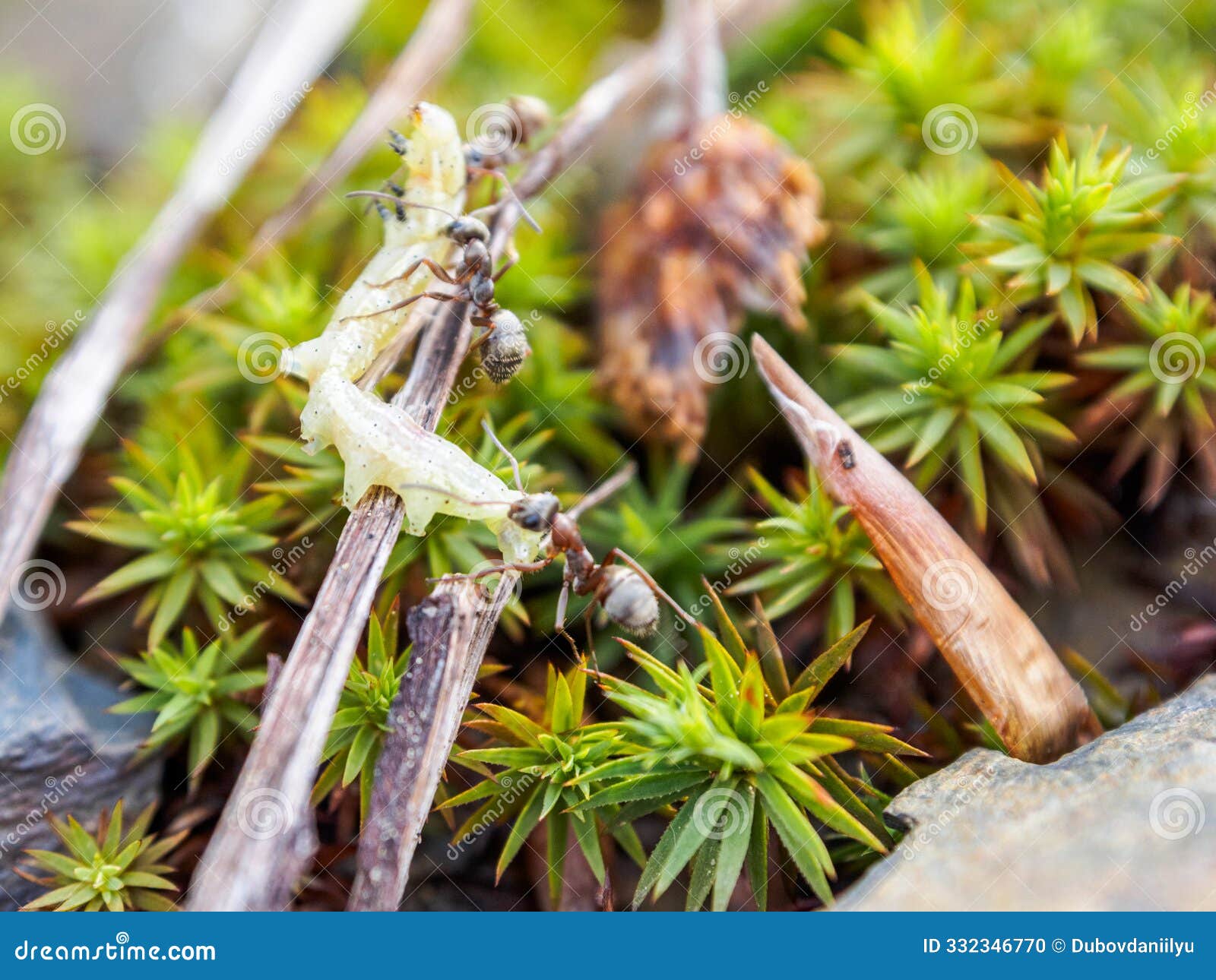 Ants Working in a Community Demonstrate Organization and Diligence in ...