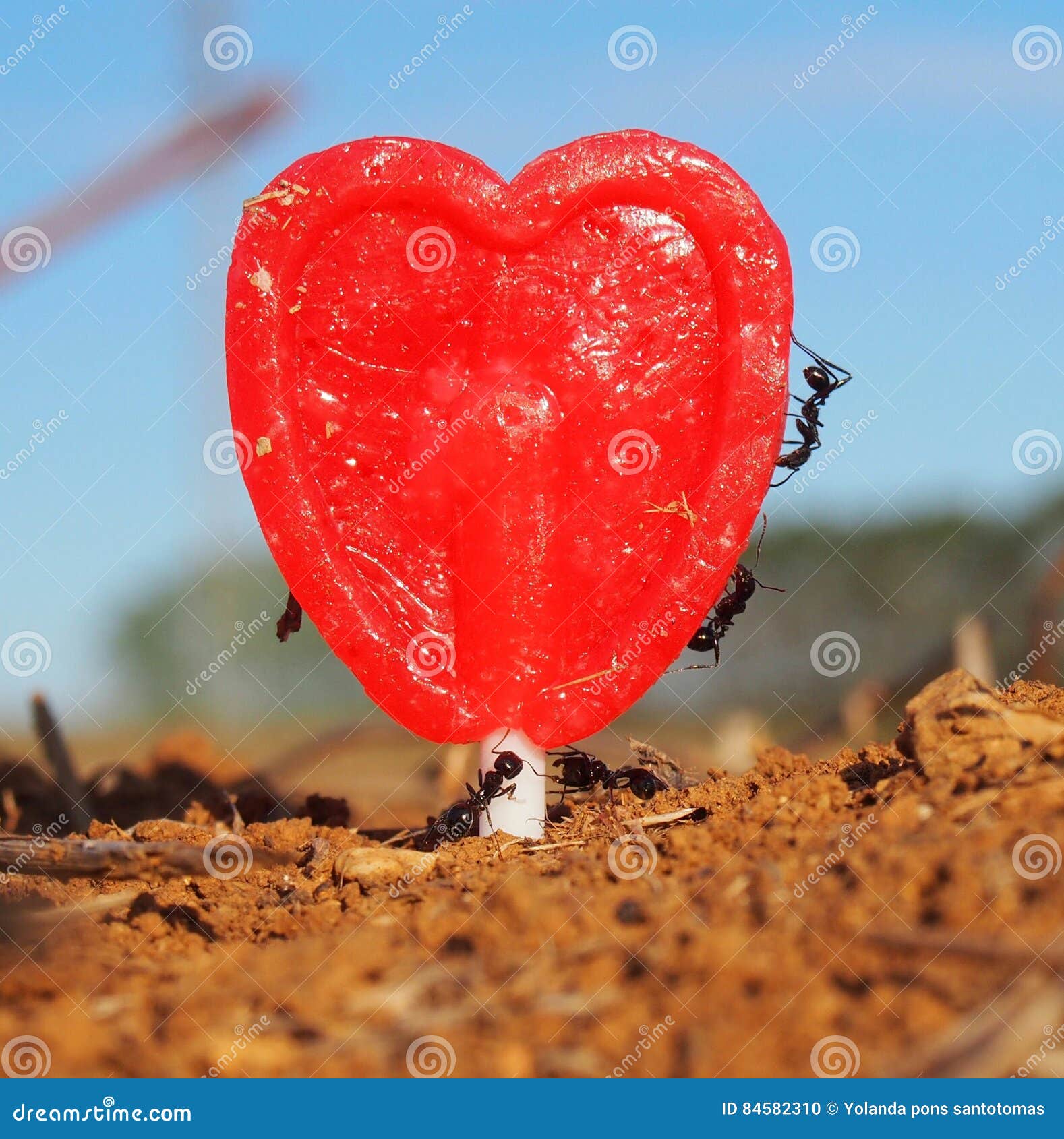 Ants working with love stock photo. Image of heartshaped - 84582310