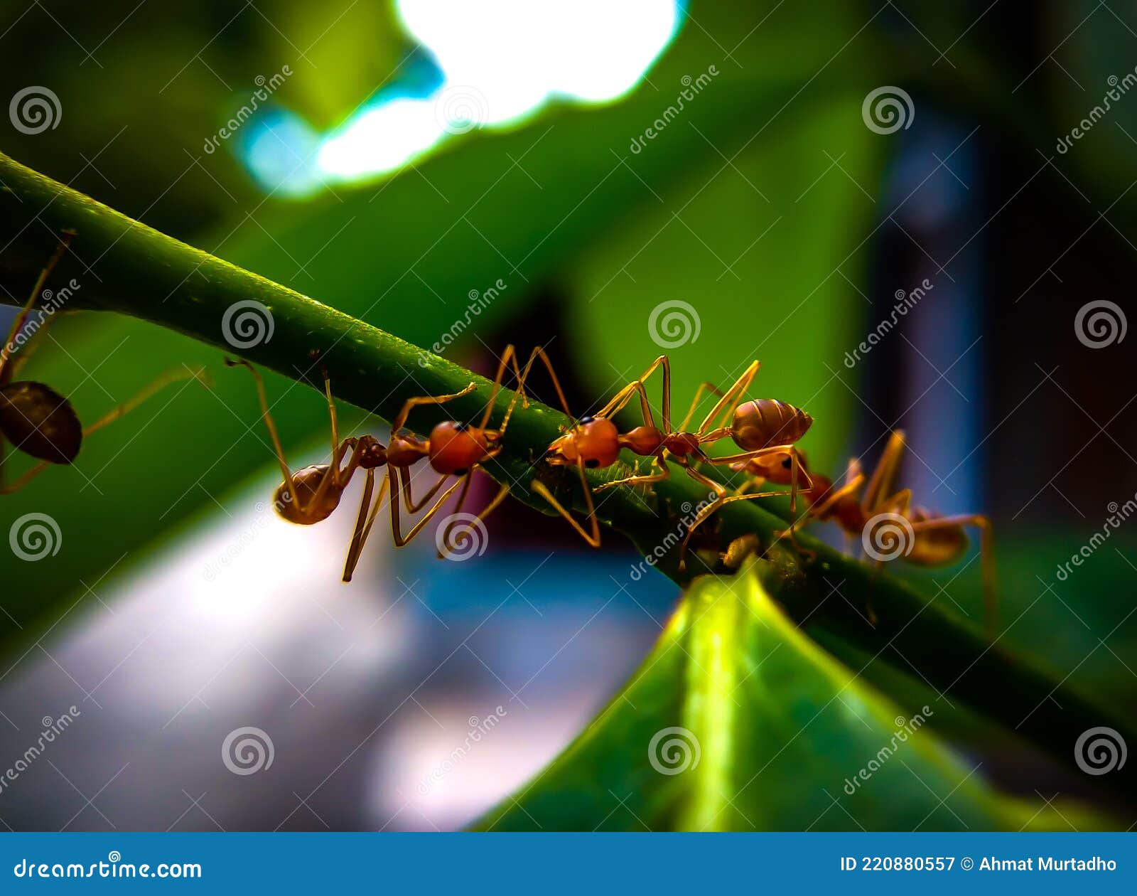 The Ants are Working Together Stock Image - Image of ants, grass: 220880557