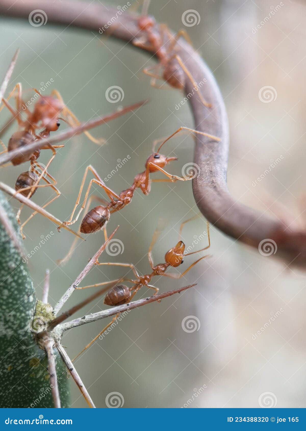 Group ants stock photo. Image of ants, twig, invertebrate - 234388320