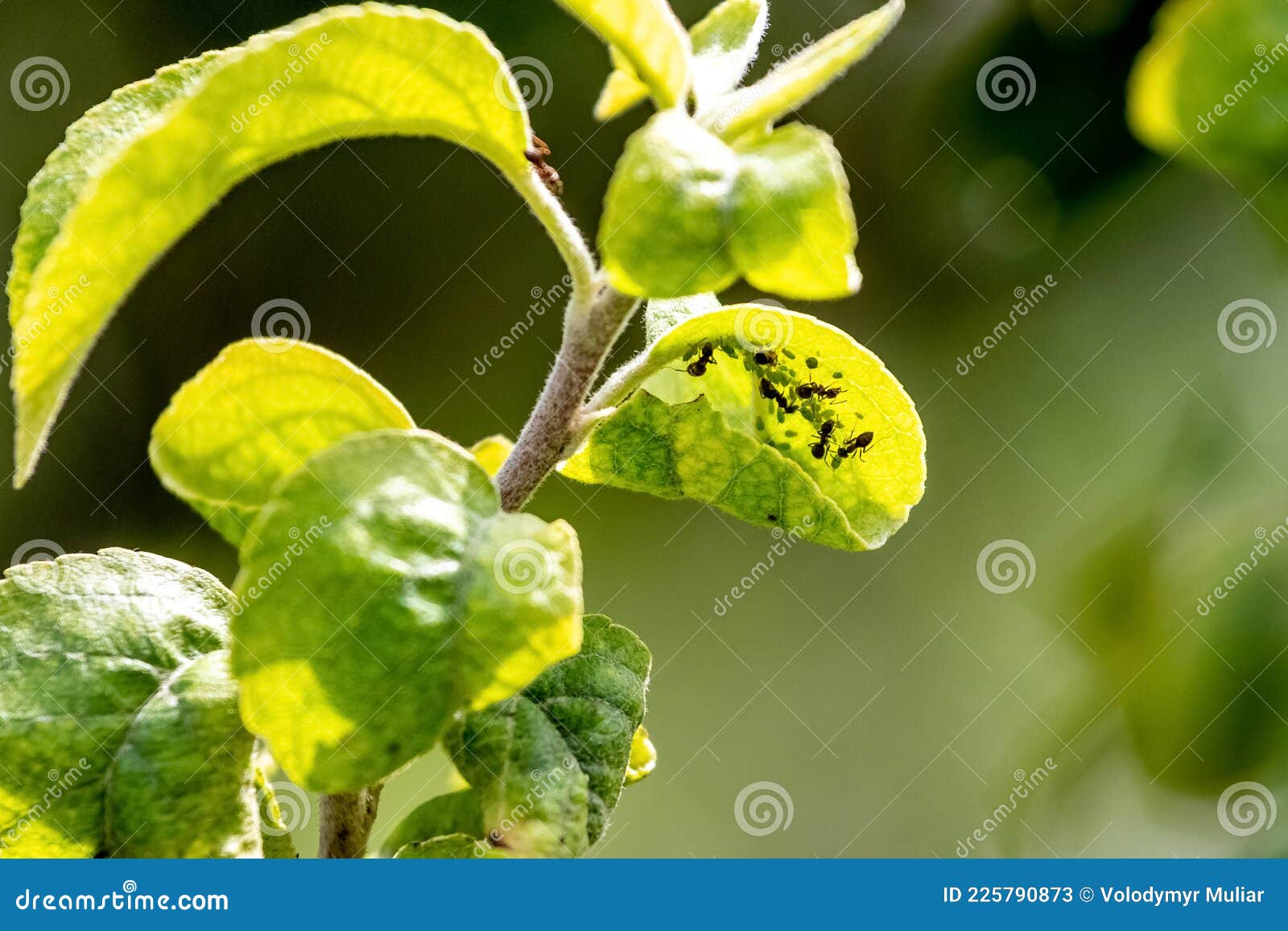 Ants on a Young Green Apple Leaf. Ants Damage the Tree Stock Image ...