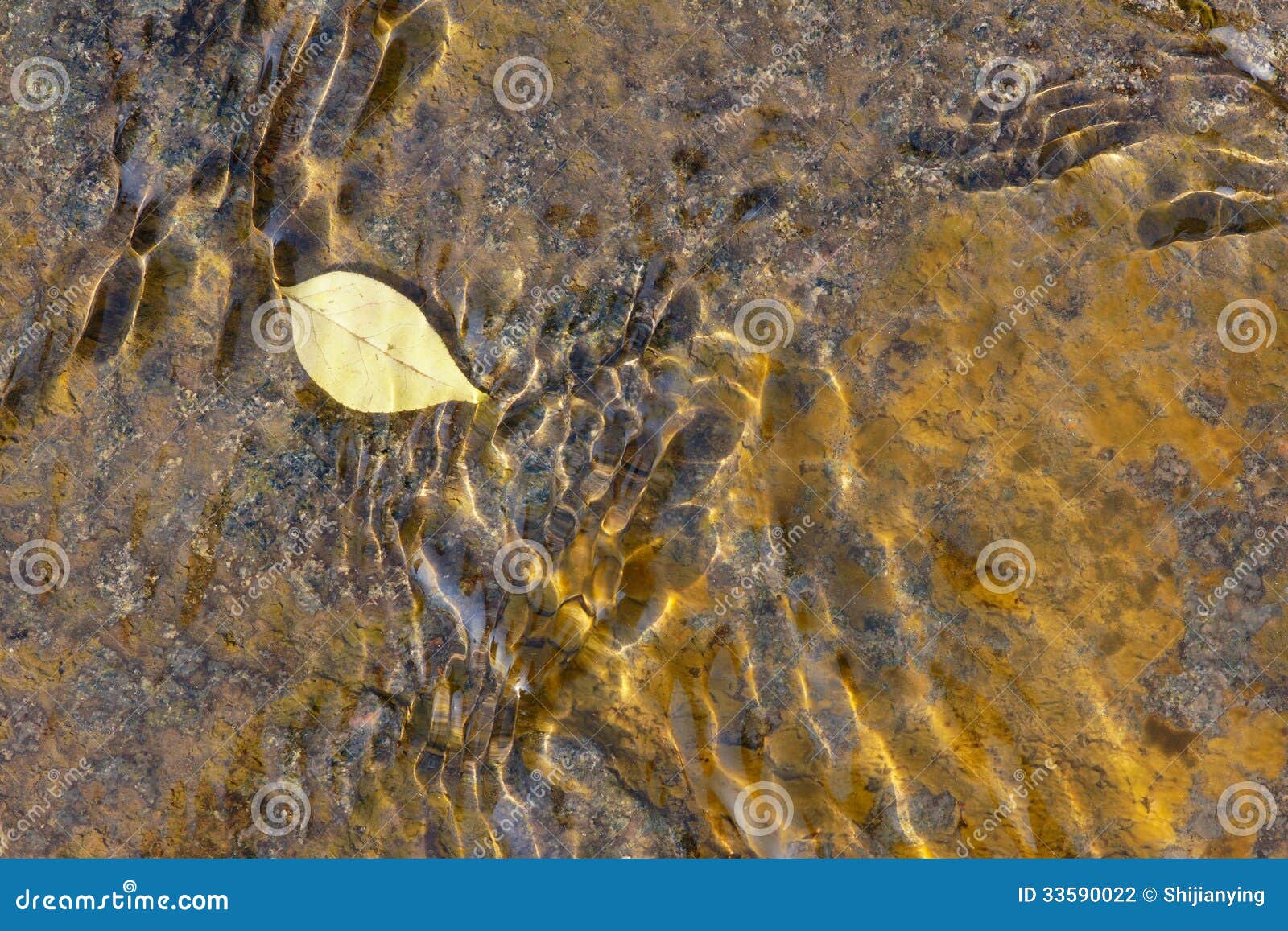 Antumn leaf stock photo. Image of natural, clear, leaf - 33590022