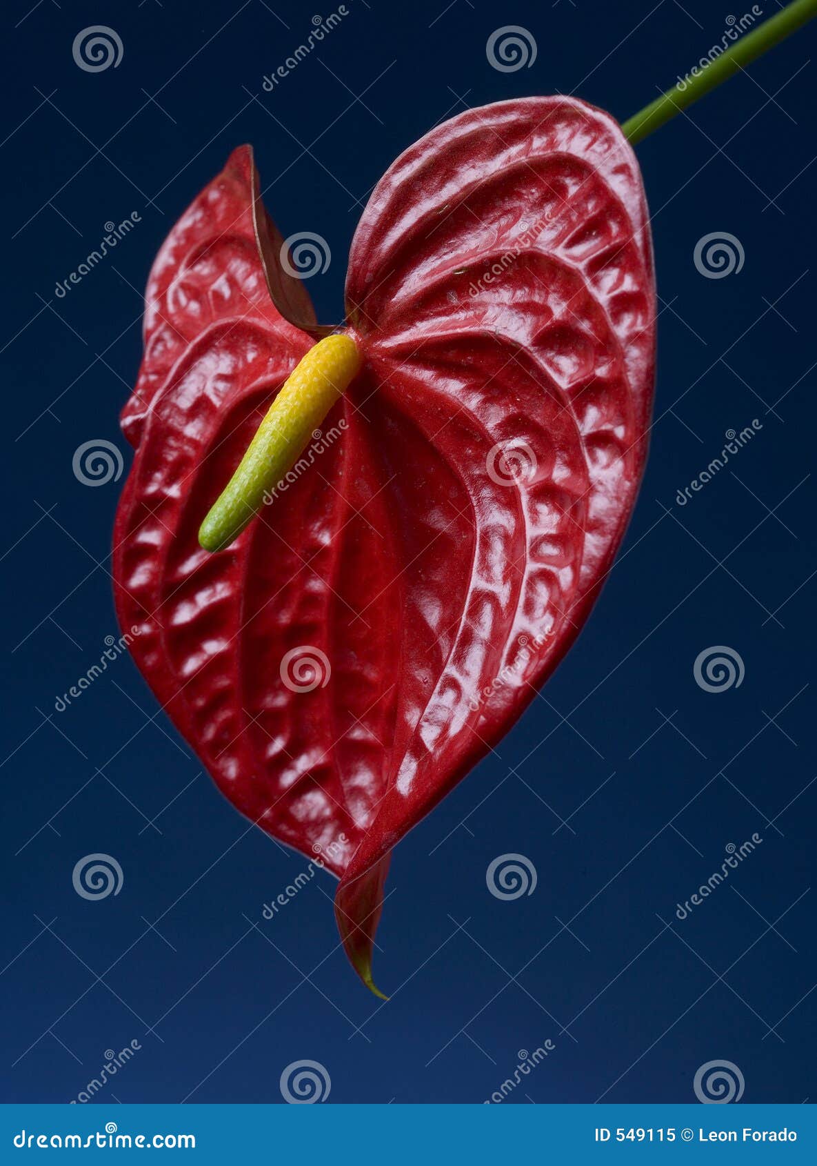 Anturio stock image. Image of flower, rouge, roja, vegetal - 549115