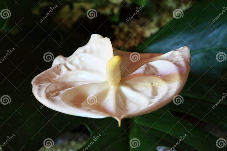 Anturium stock image. Image of isolated, blossom, details - 5972875