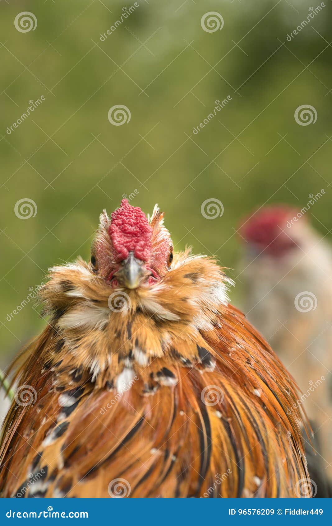 Antwerp rooster staring stock image. Image of bird, animal - 96576209