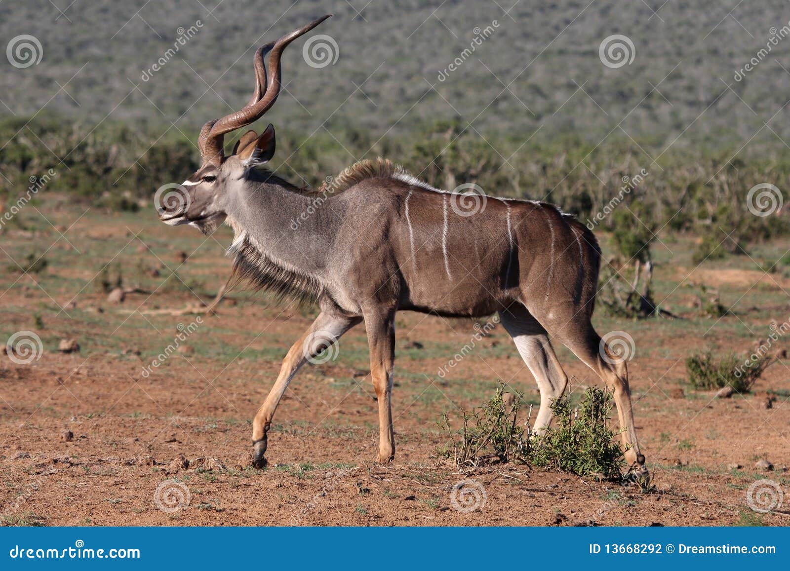 Antylopa kudu zdjęcie stock. Obraz złożonej z przezornie - 13668292