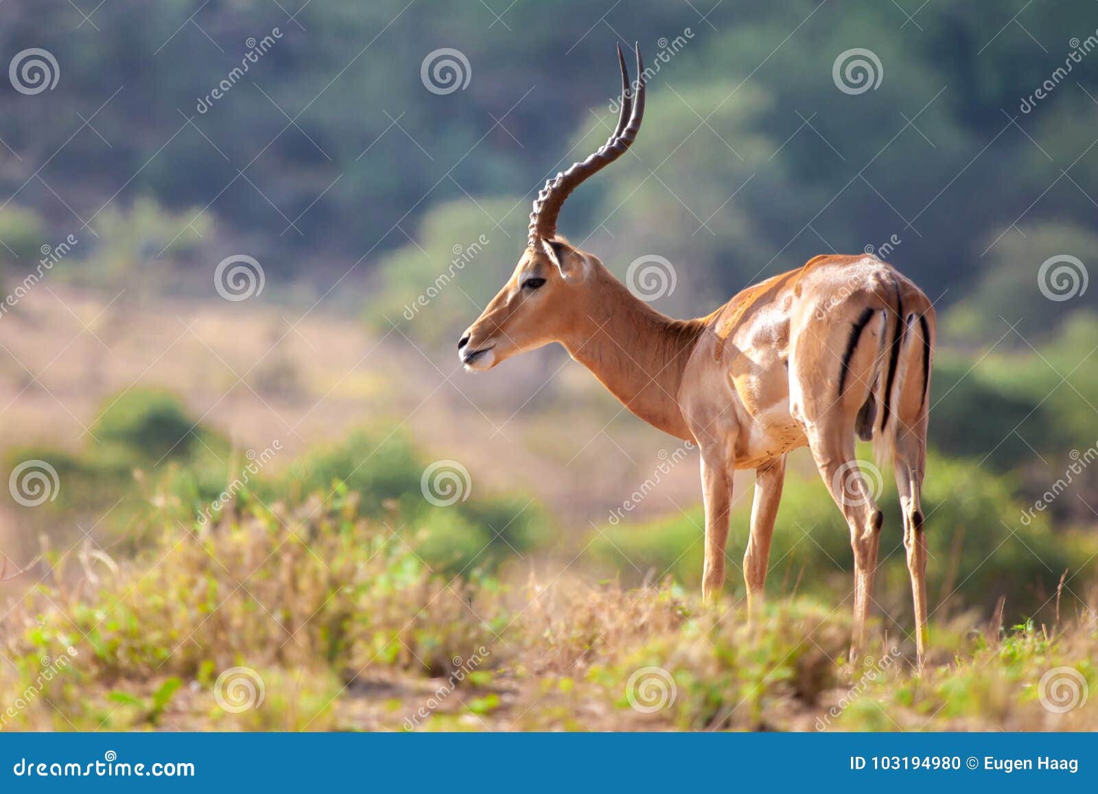 Antylopa stoi, safari zdjęcie stock. Obraz złożonej z roślinożerca ...