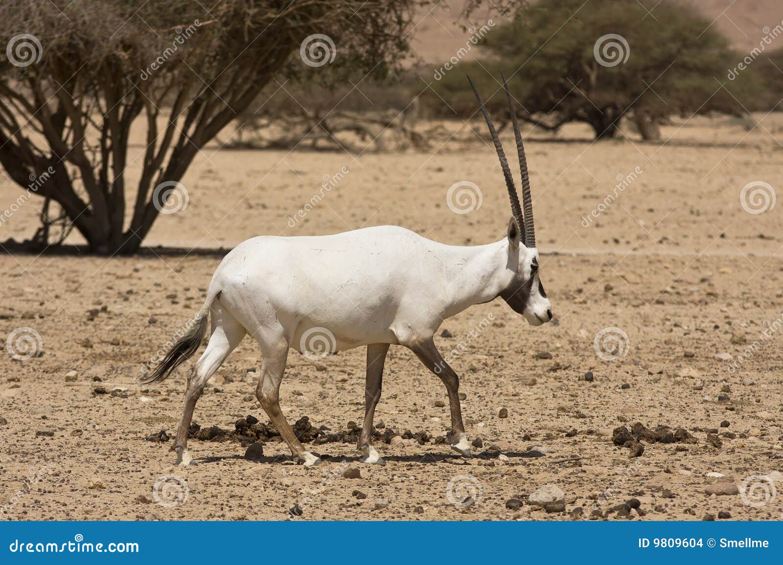Antylopy oryx zdjęcie stock. Obraz złożonej z arabians - 9809604
