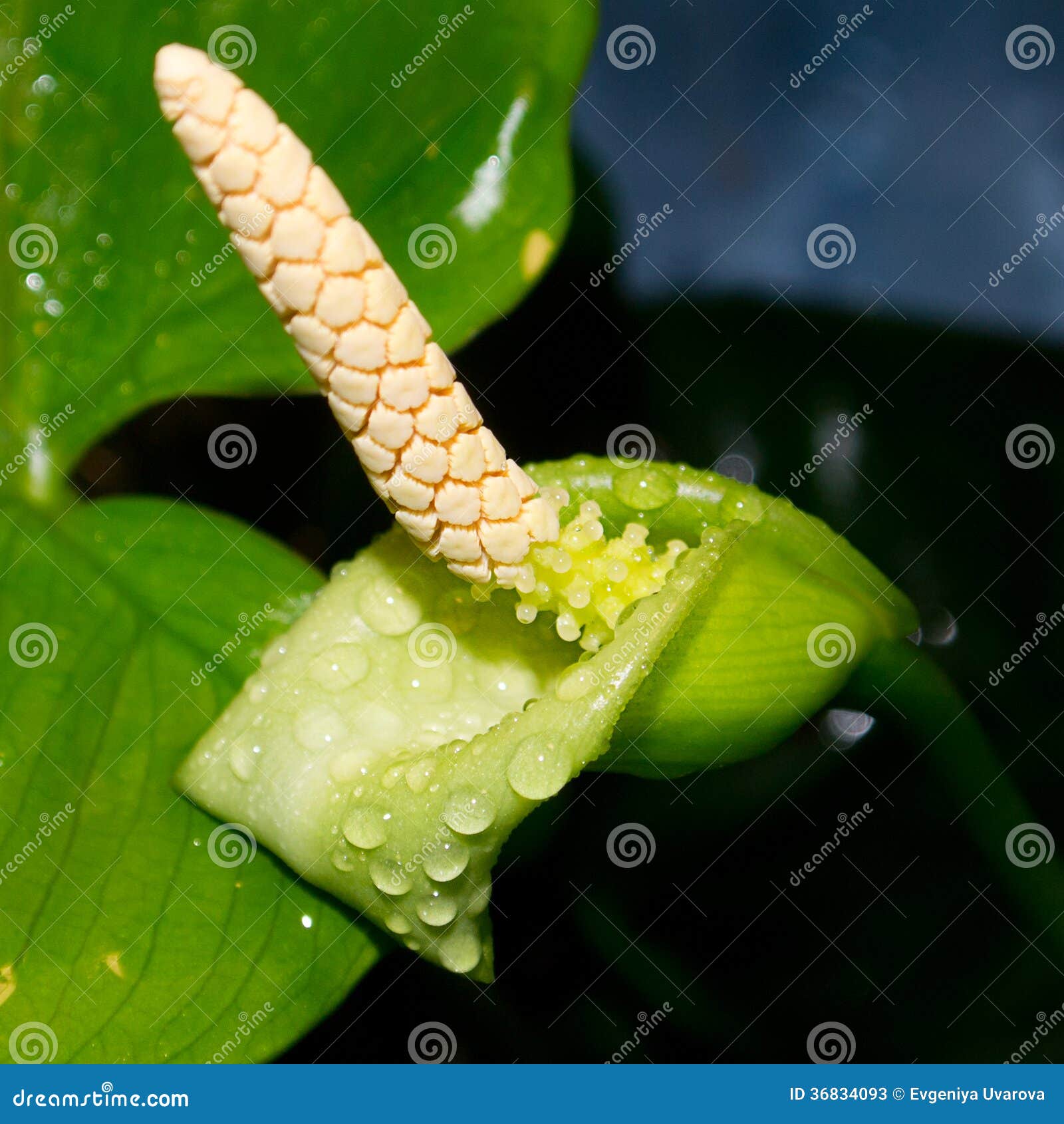 Anubias flower stock image. Image of beauty, flora, gold - 36834093