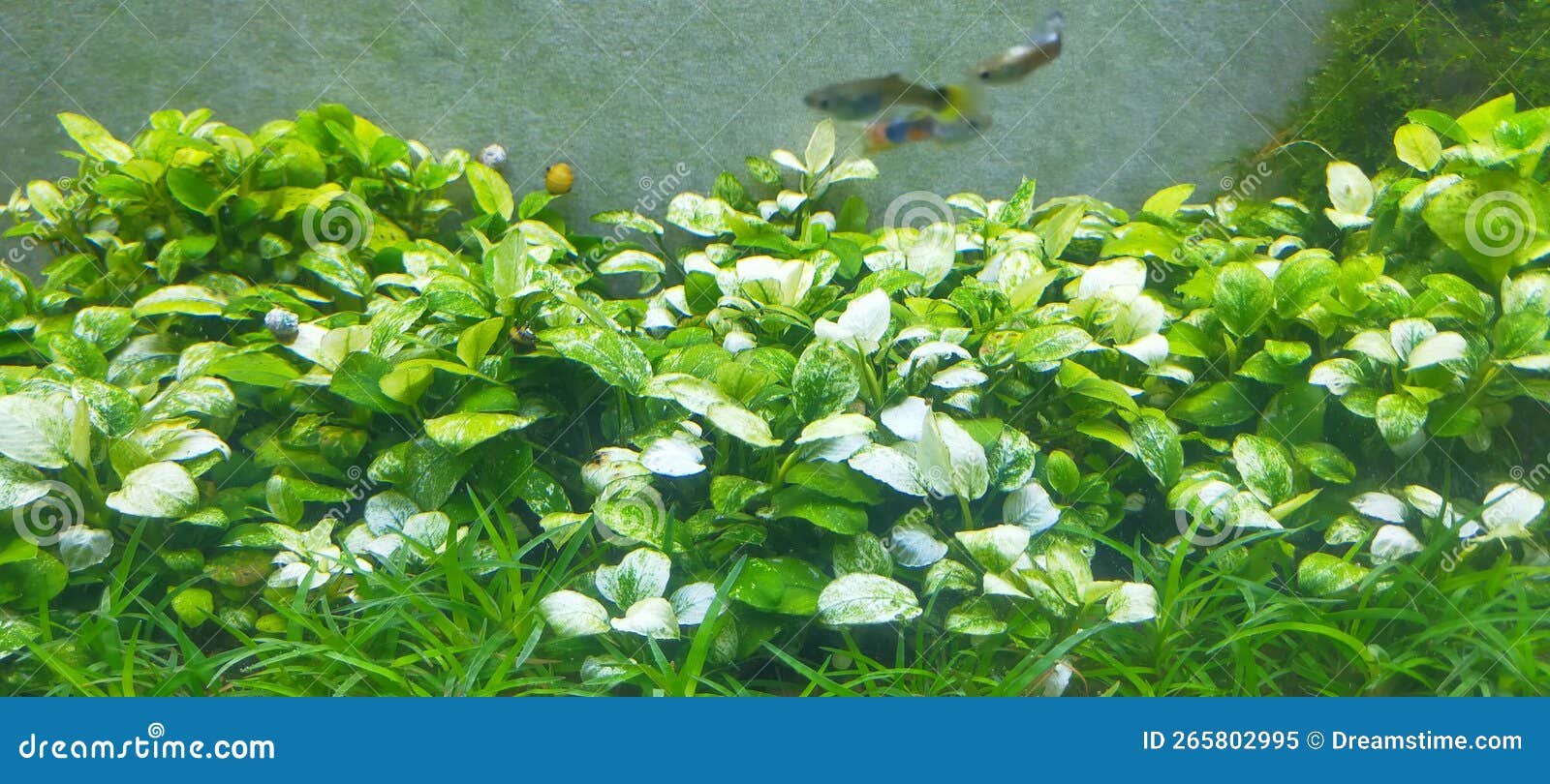 Anubias Nana White Flower Royalty-Free Stock Photo | CartoonDealer.com ...