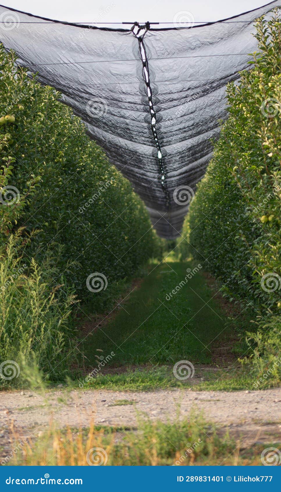 An Wing for Fruit Trees To Protect the Crop from Birds Stock Image ...