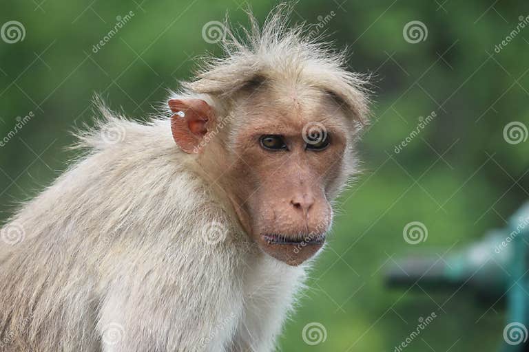 Anxious looking monkey stock image. Image of beauty, woods - 83293801