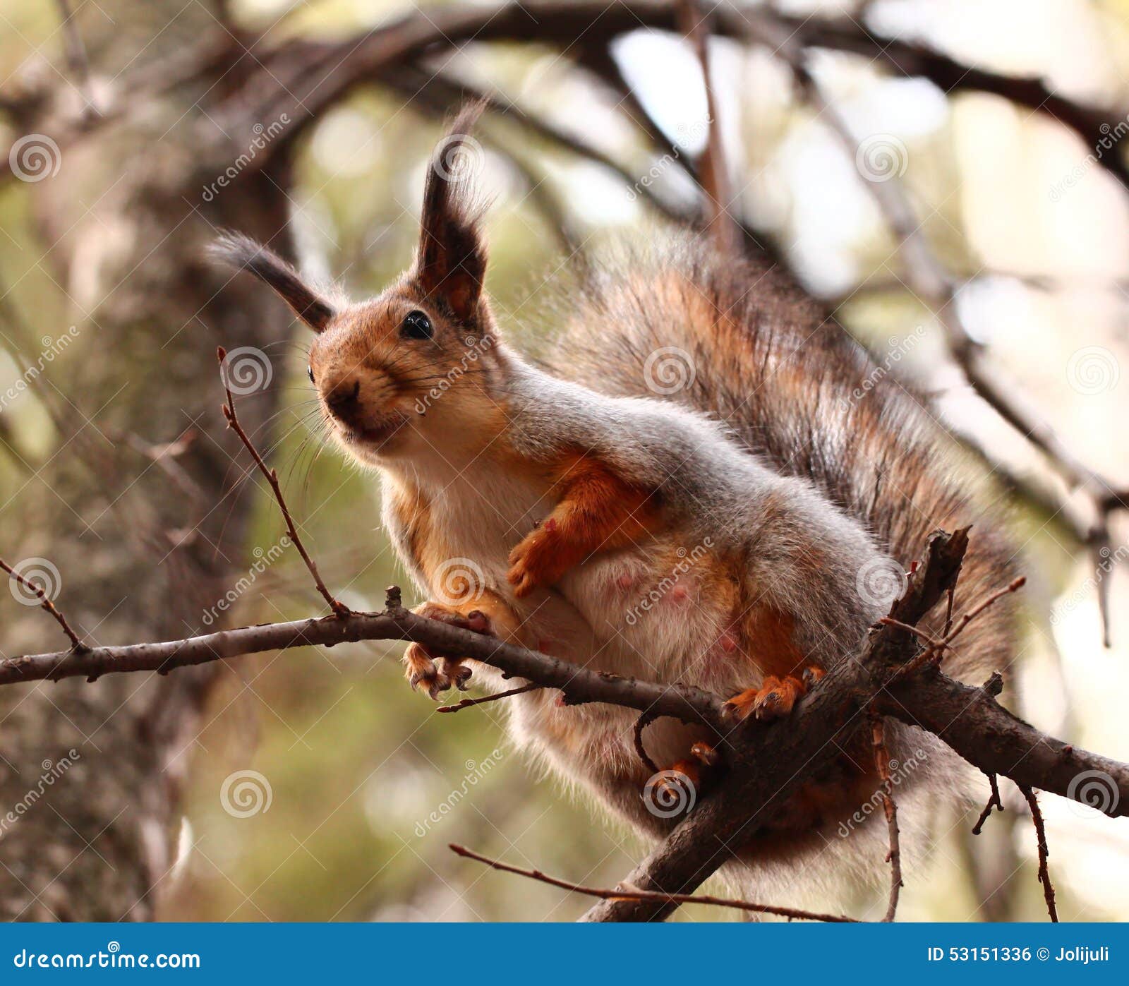 Anxious squirrel stock photo. Image of brown, daylight - 53151336