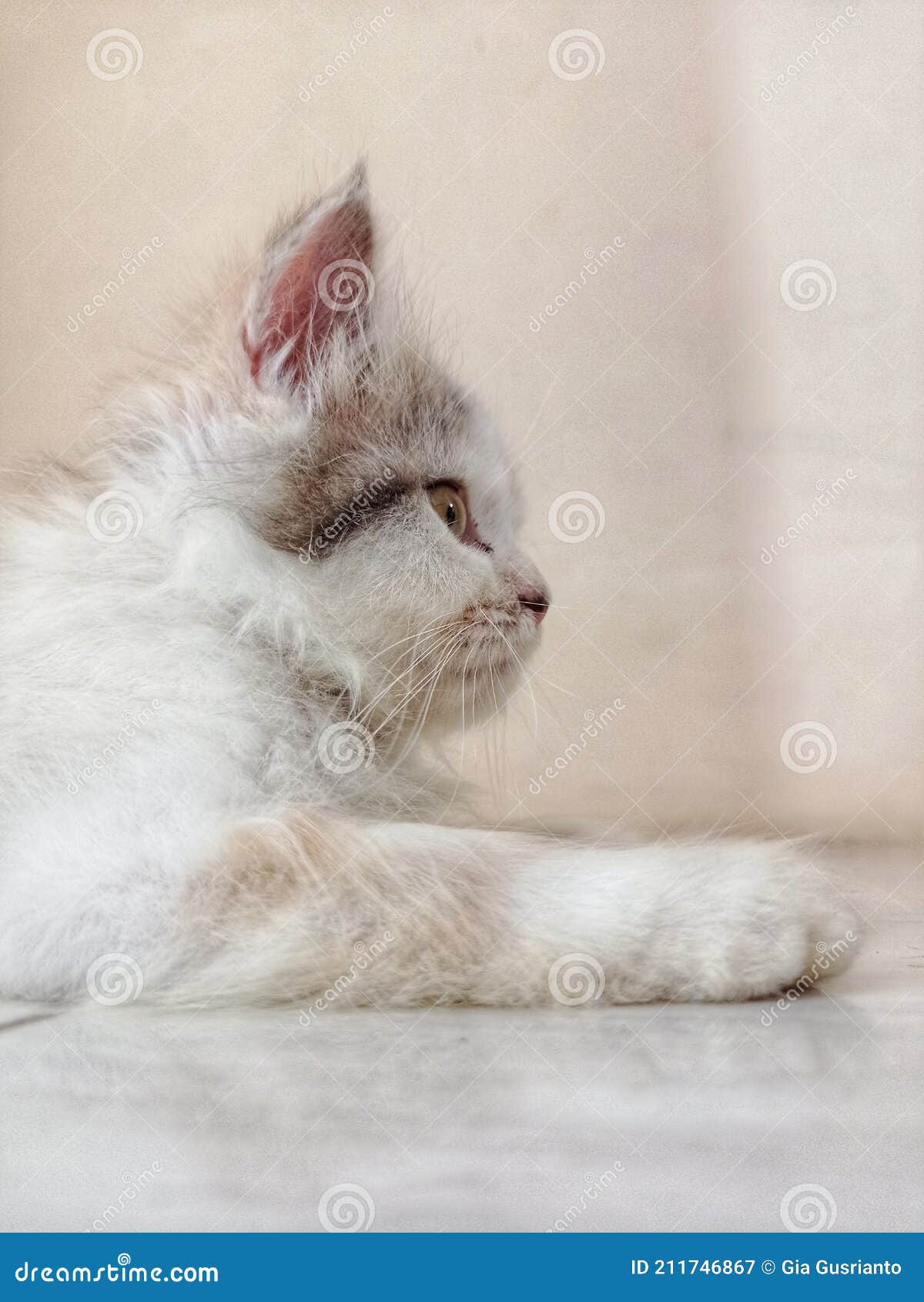 Brooding cat stock image. Image of white, carnivore - 211746867