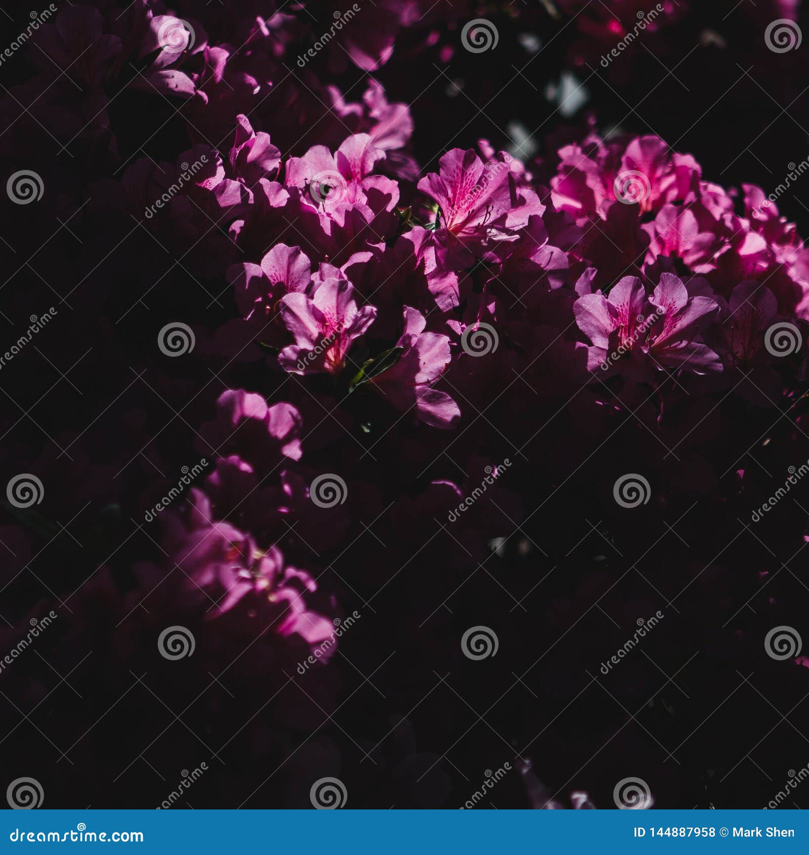 Violet Flower Under Shadow and Light Stock Photo - Image of friends ...