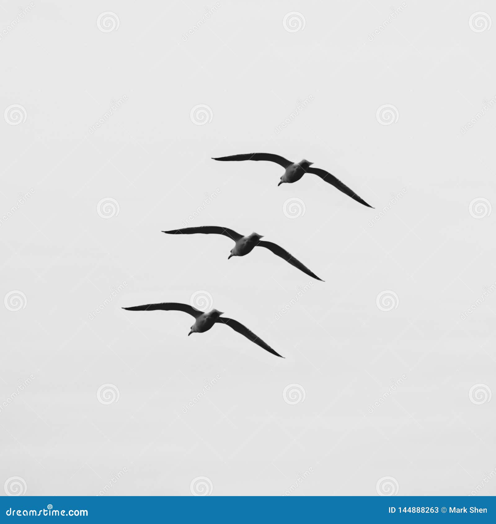 Three birds in the sky stock image. Image of light, beautiful - 144888263