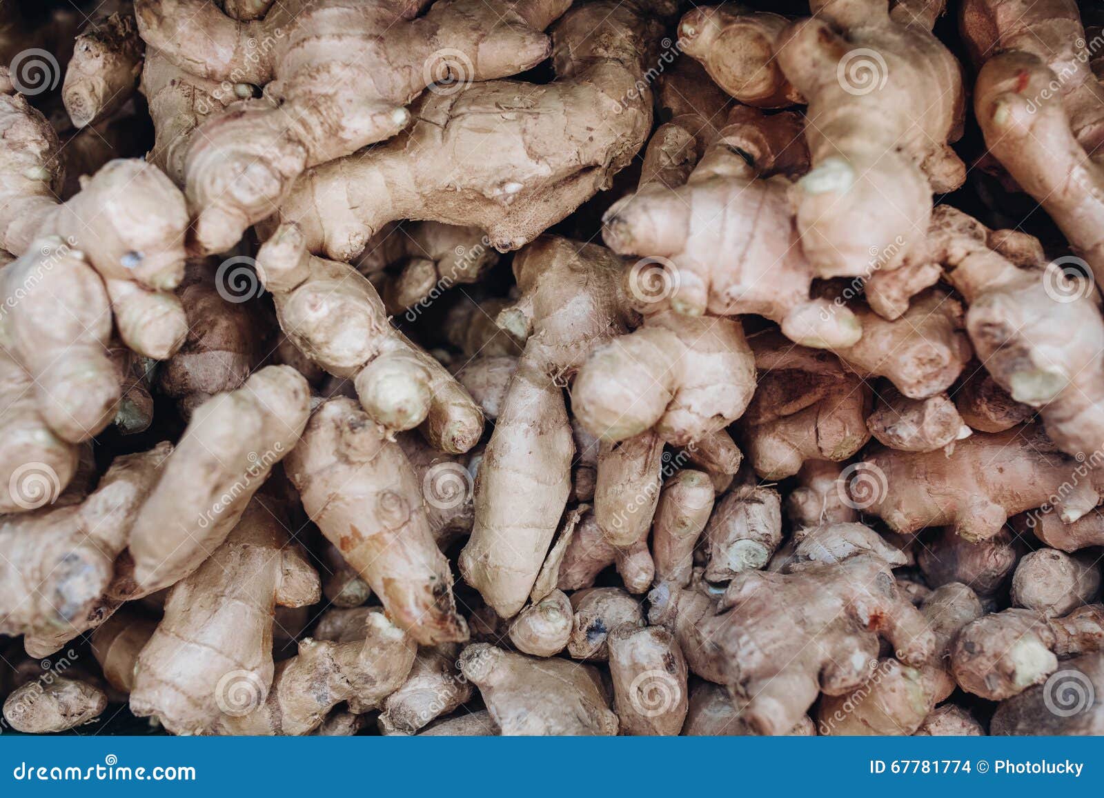 Anzeige Der Neuen Ingwerwurzel am Markt Stockfoto - Bild von cuisine ...