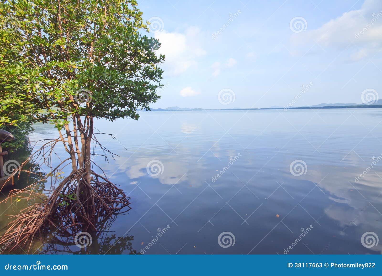 Kraben Forest Photos - Free & Royalty-Free Stock Photos from Dreamstime