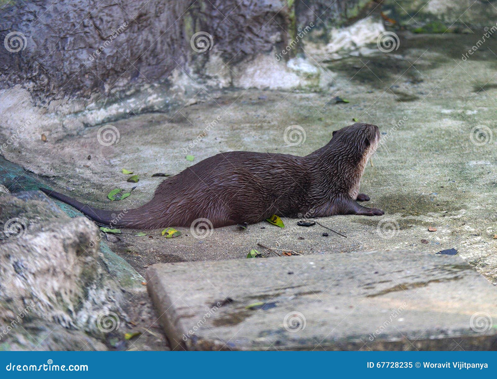 Aonyx cinerea imagen de archivo. Imagen de cazador, oriental - 67728235