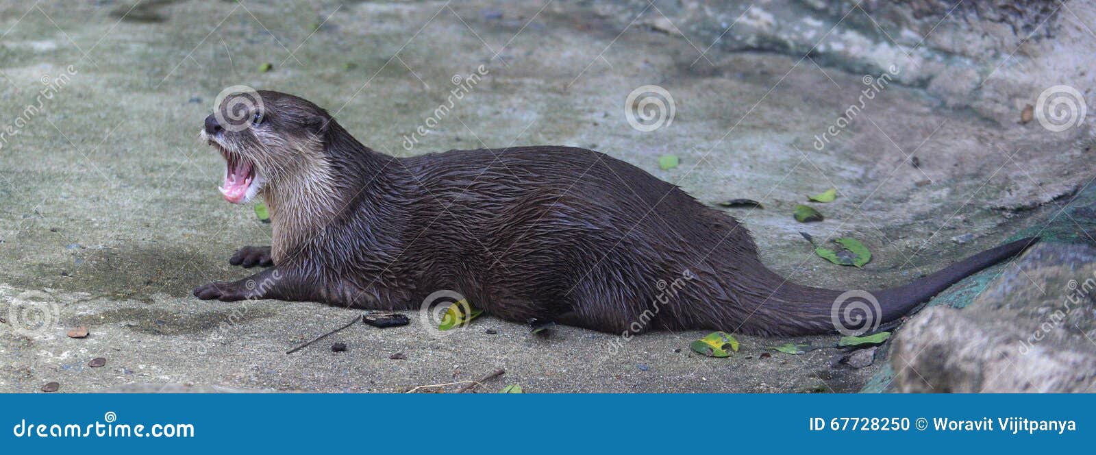 Aonyx cinerea stock photo. Image of life, mustelidae - 67728250