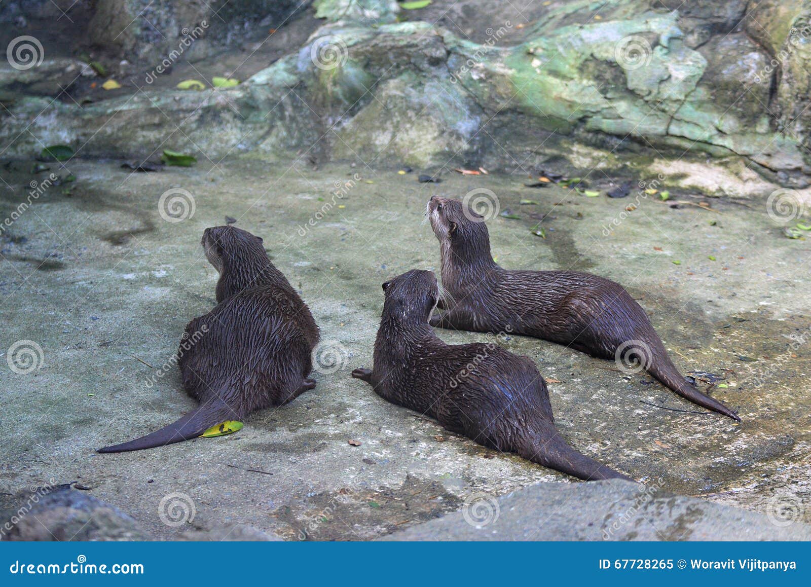 Aonyx cinerea stock image. Image of creature, brown, orient - 67728265