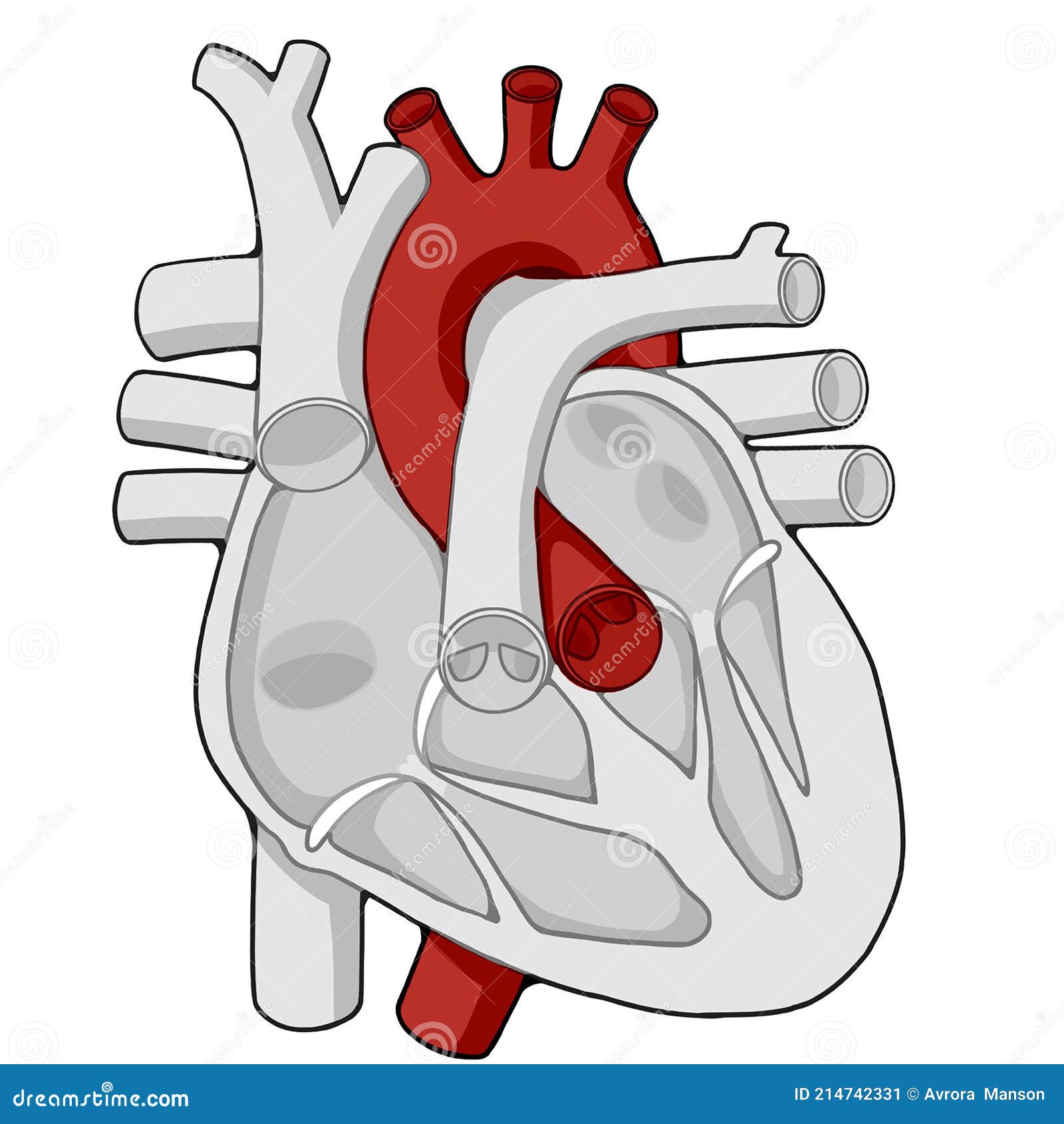 Aorta Aortic Arch Heart Human Body Education Royalty Free Stock