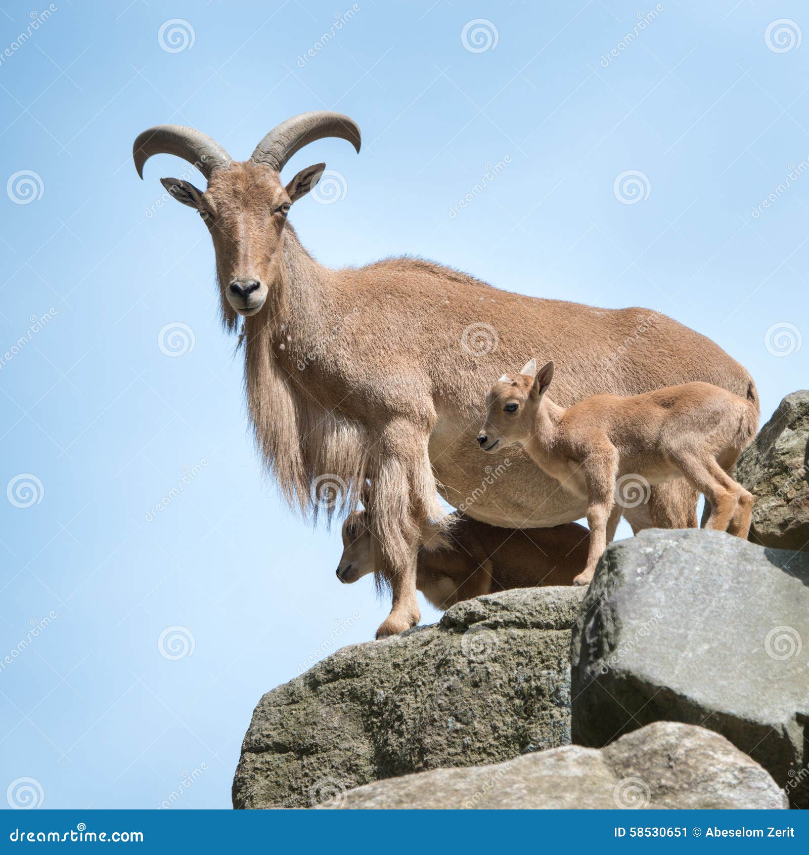 398 Aoudad Stock Photos - Free & Royalty-Free Stock Photos from Dreamstime