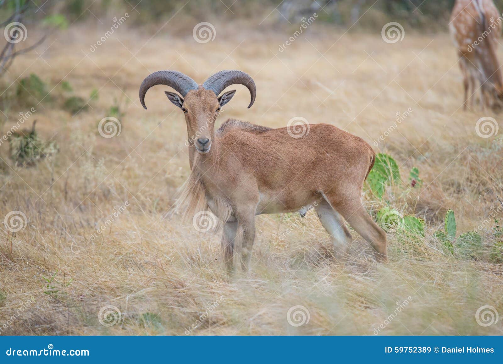 Aoudad Ram Broadside stock image. Image of graze, sheep - 59752389