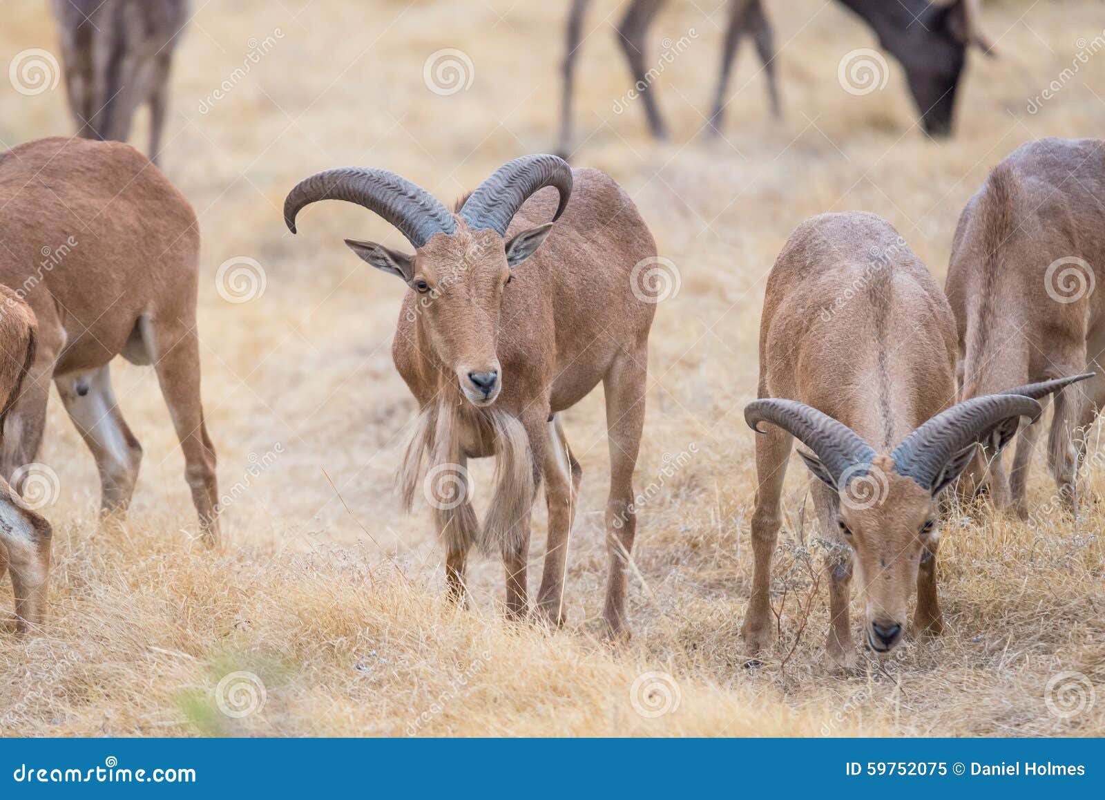 Aoudad Ram Standing stock image. Image of sheep, paridigitate - 59752075