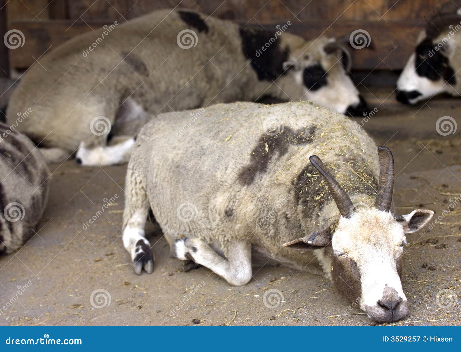 Aoudad Sheep stock image. Image of aoudad, bovidae, nature - 3529257