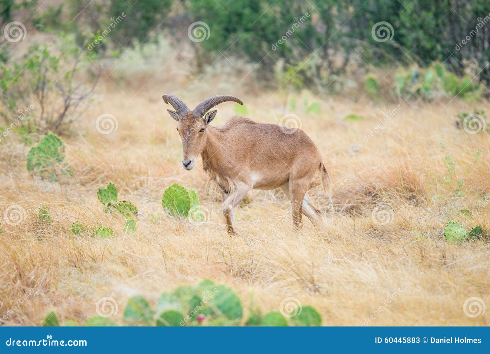 Aoudad Sheep Ewe stock image. Image of bushes, artiodactyle - 60445883