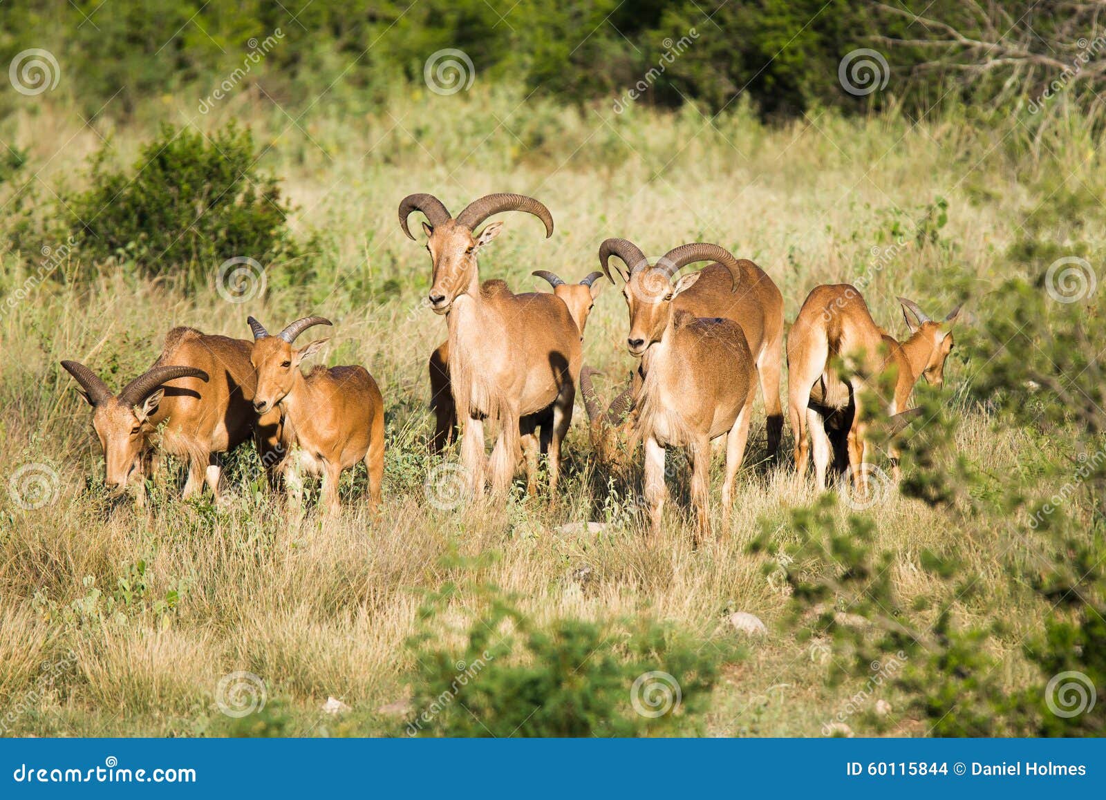 Aoudad sheep stock photo. Image of sheep, brush, animal - 60115844