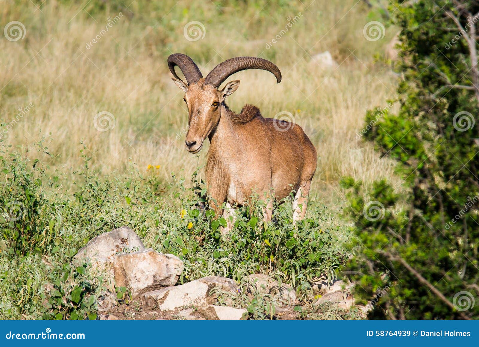 Aoudad sheep stock image. Image of ammotragus, nature - 58764939