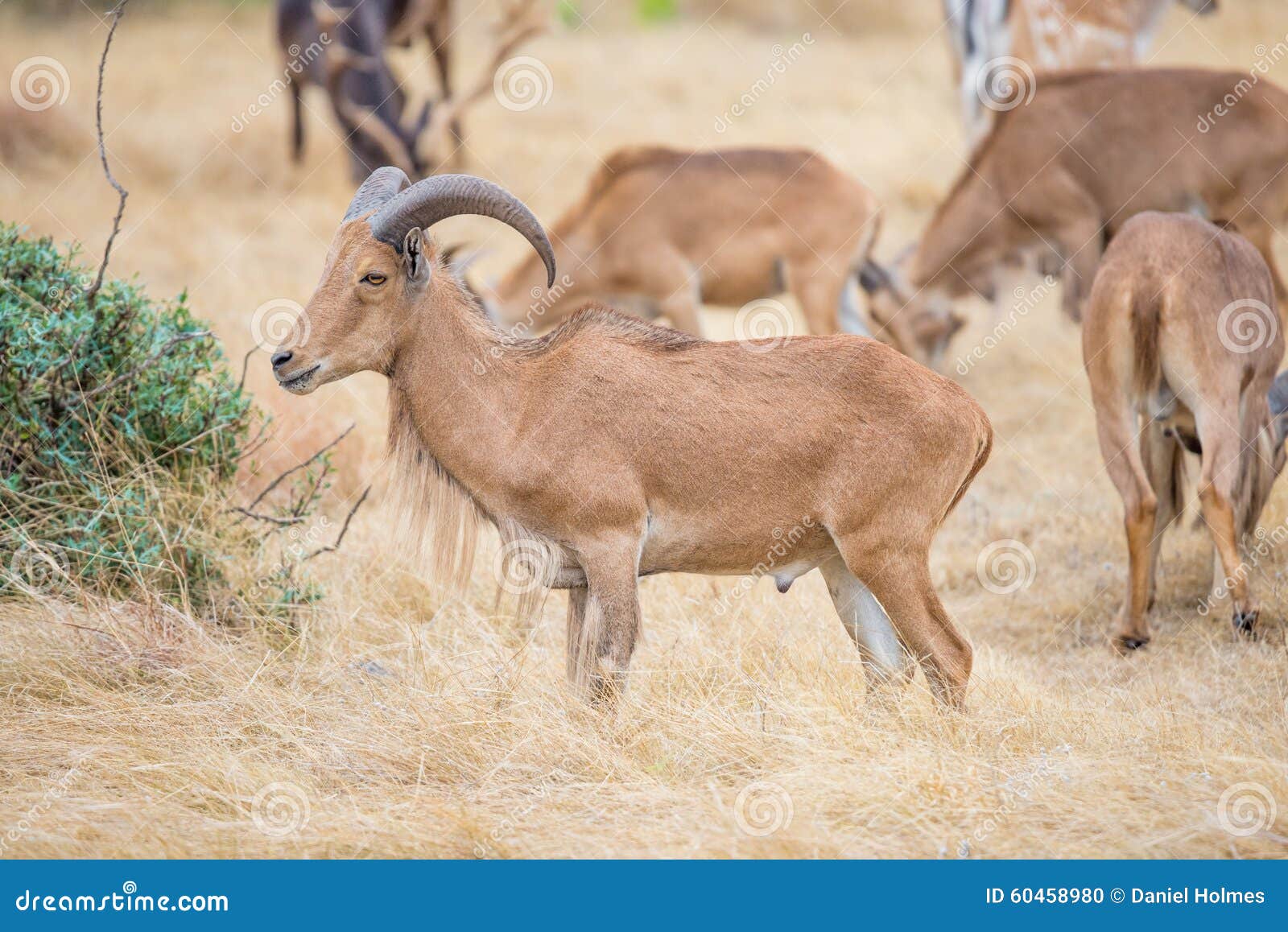 Aoudad Sheep Royalty-Free Stock Photo | CartoonDealer.com #58764939