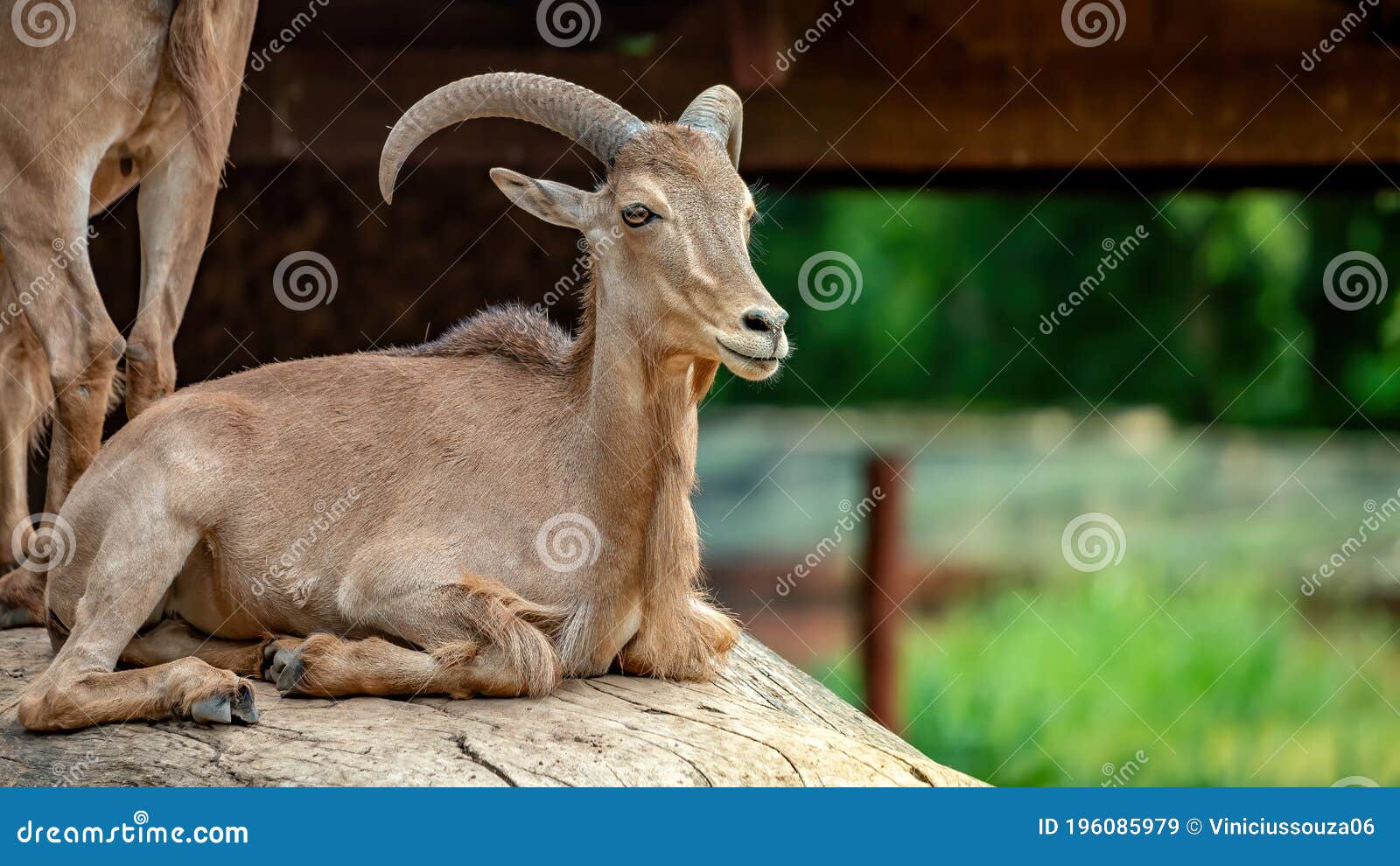 Aoudad stock image. Image of artiodactyla, europe, aoudad - 196085979