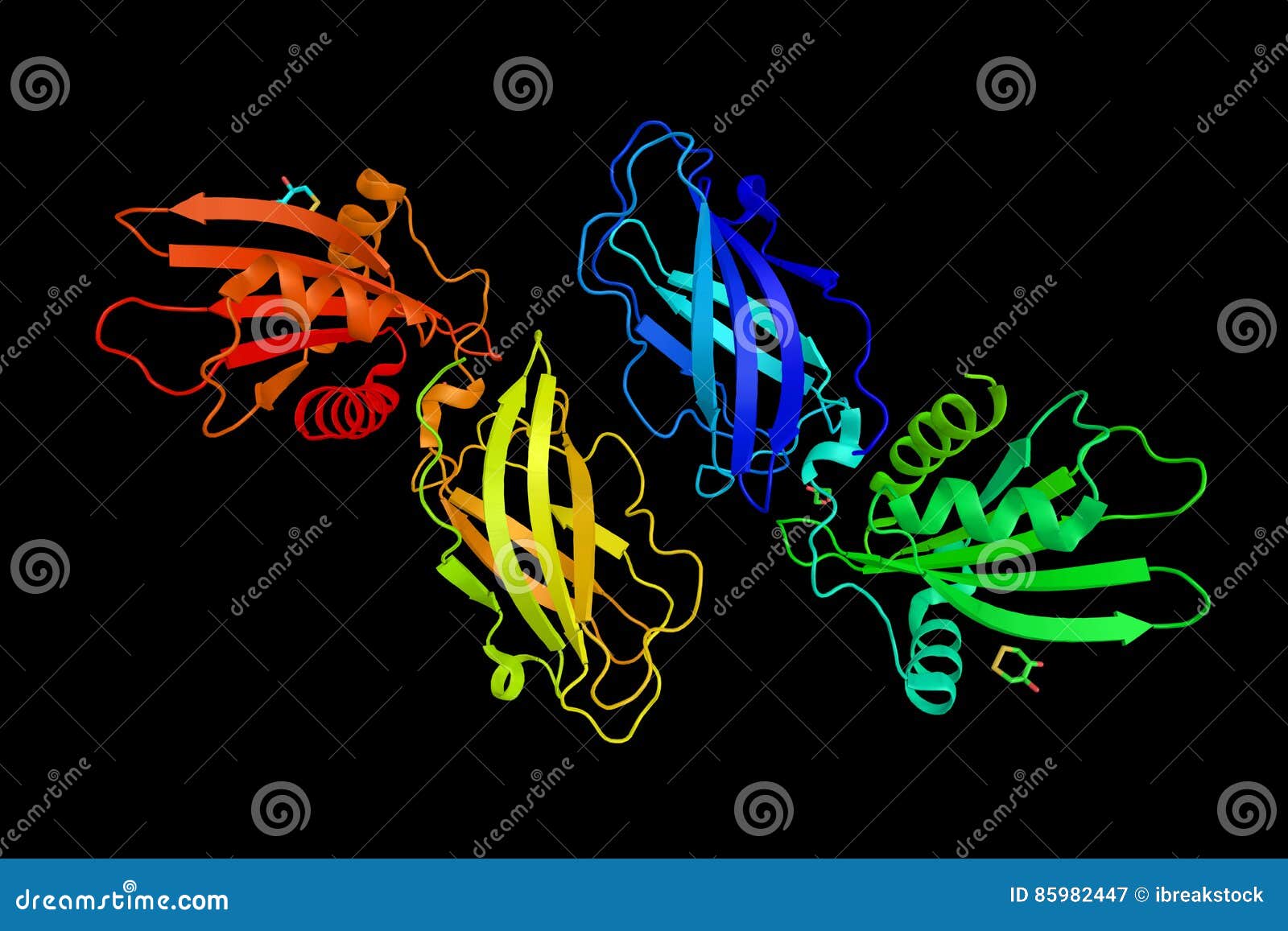 AP-2 Complex Subunit Beta, a Protein Which is One of Two Large C Stock ...