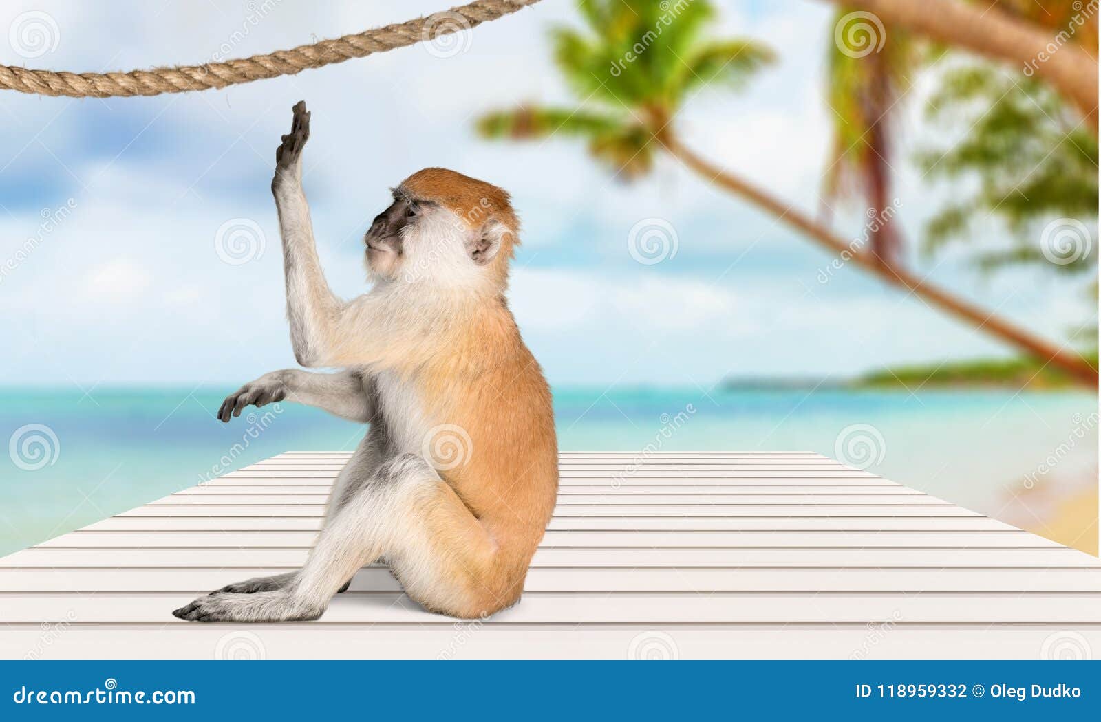 Apa arkivfoto. Bild av hänga, skjutit, angus, fotografi - 118959332