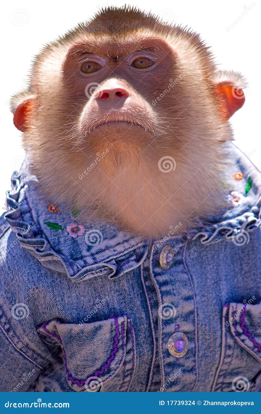 Apa arkivfoto. Bild av bakgrund, isolerat, kläder, primat - 17739324