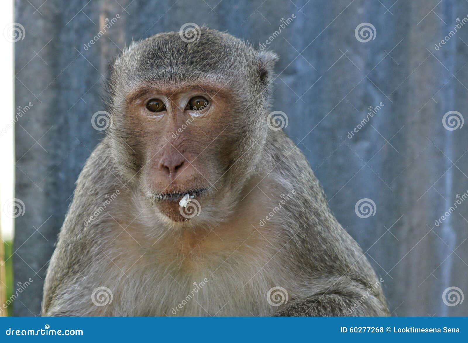 Apa arkivfoto. Bild av natur, hitta, angus - 60277268